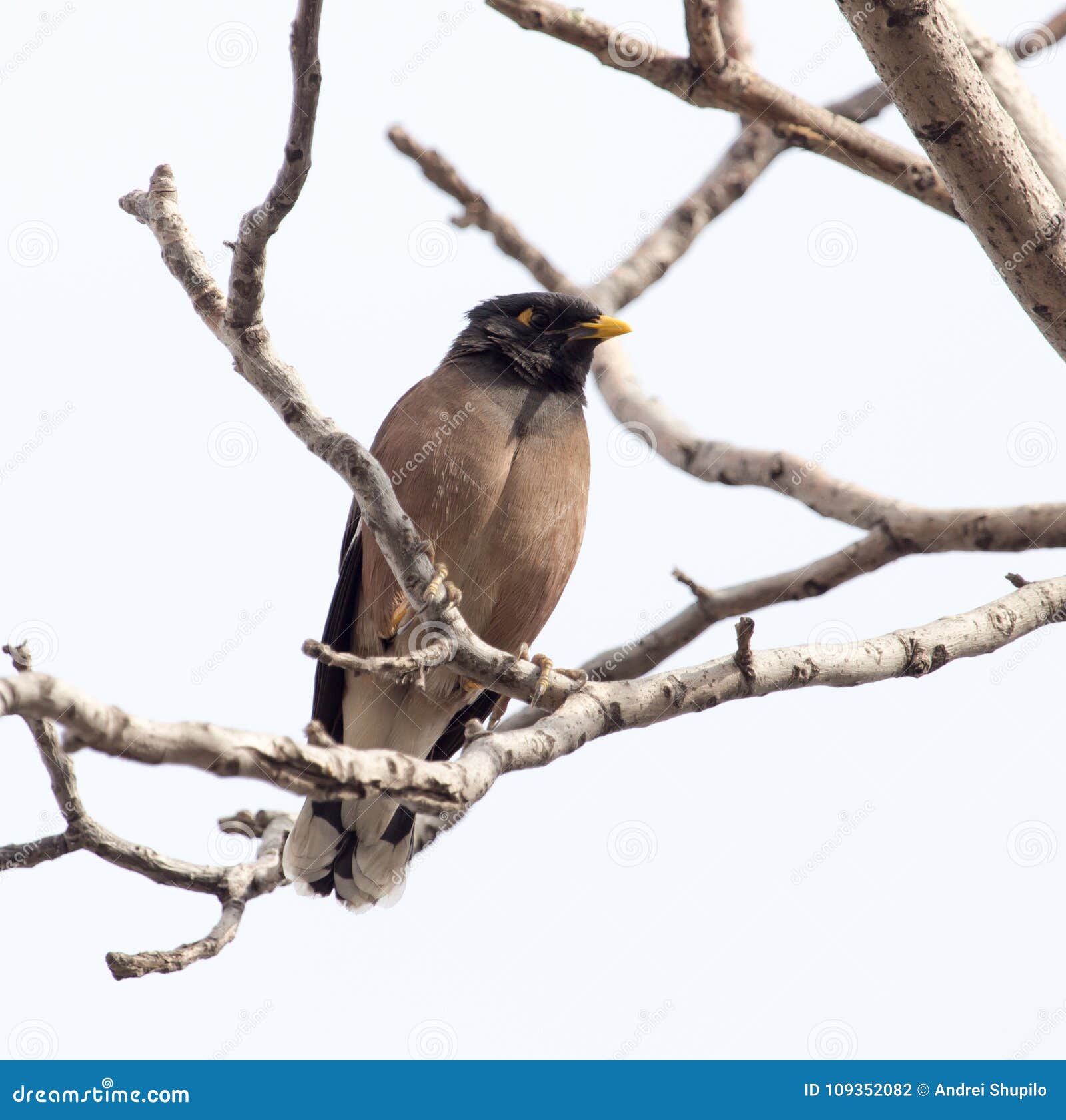 Indian Starling on Tree in Nature Stock Photo - Image of creature ... Indian Starling on Tree in Nature Stock Photo - Image of creature ...