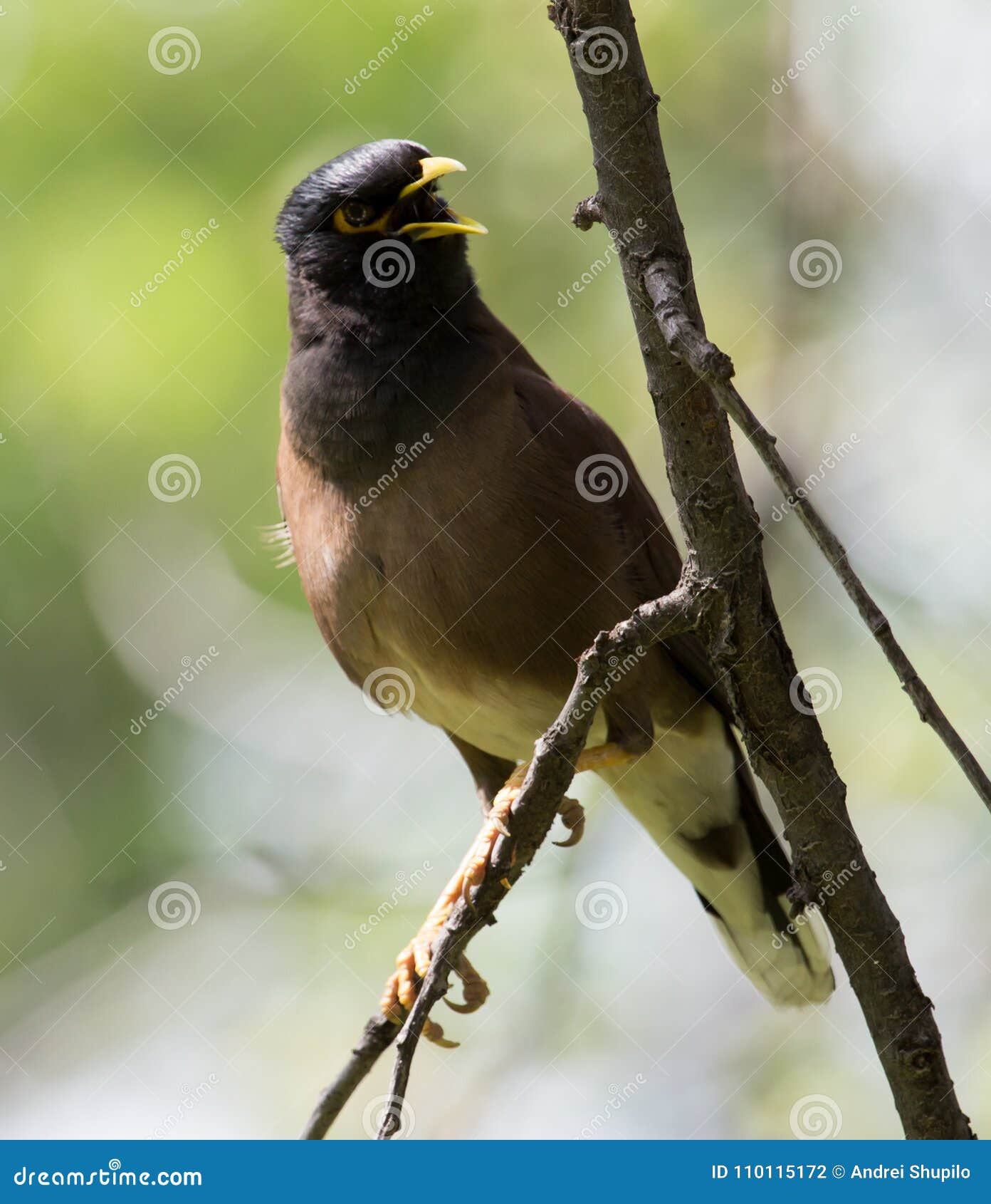 Indian Starling on Tree in Nature Stock Photo - Image of myna, tristis ...