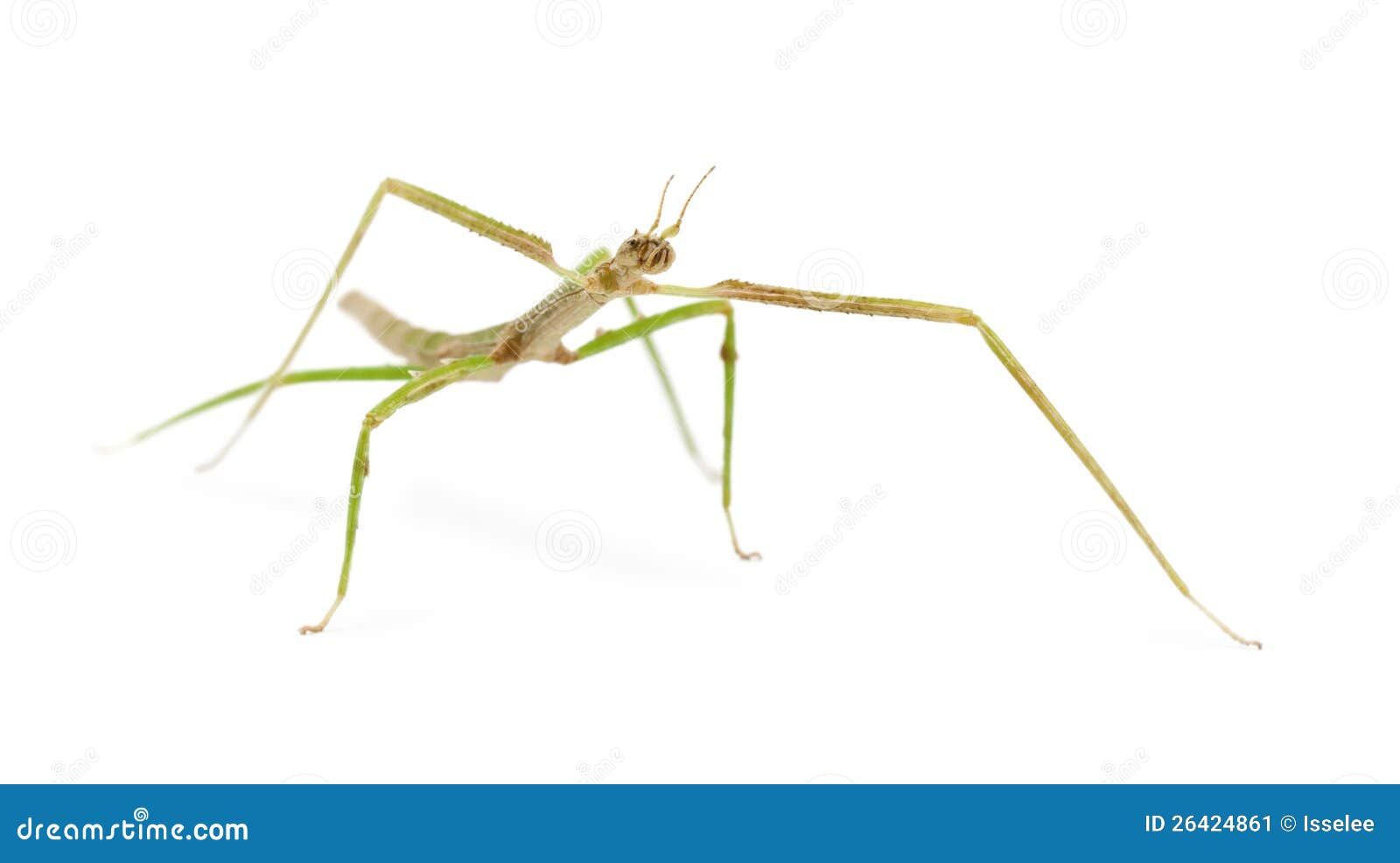 Indian Stick Insect, Carausius Morosus Royalty-Free Stock Photo ...