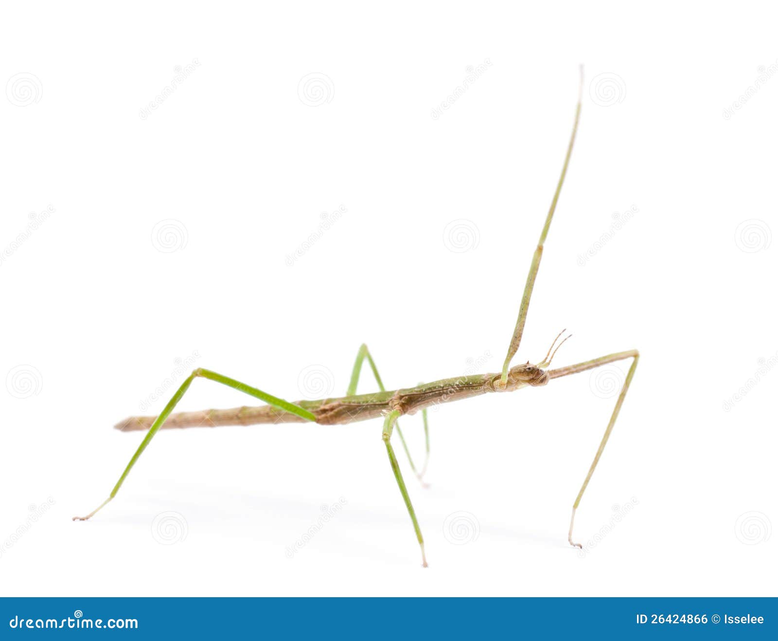Carausius Morosus Or Indian And Laboratory Stick Insect Or Walking ...