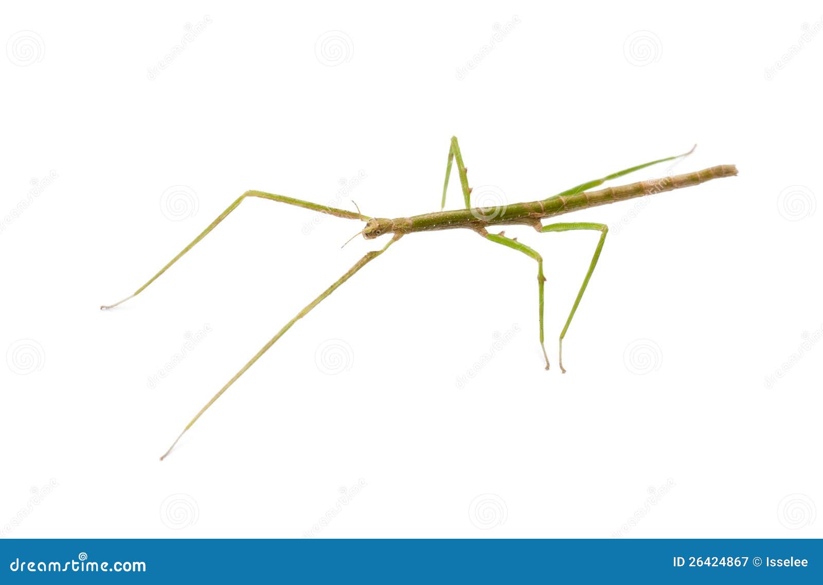 Carausius Morosus Or Indian And Laboratory Stick Insect Or Walking ...