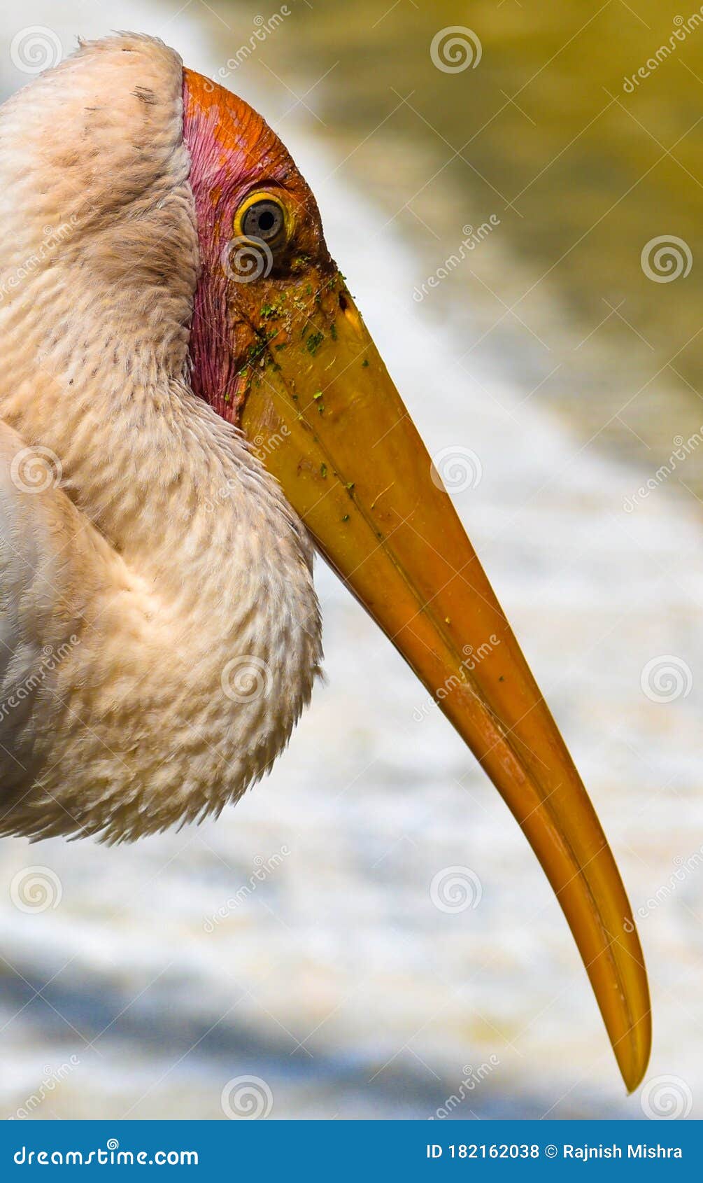 Indian Stork Long Yellow Beak Stock Photo - Image of stork, shorebird ...