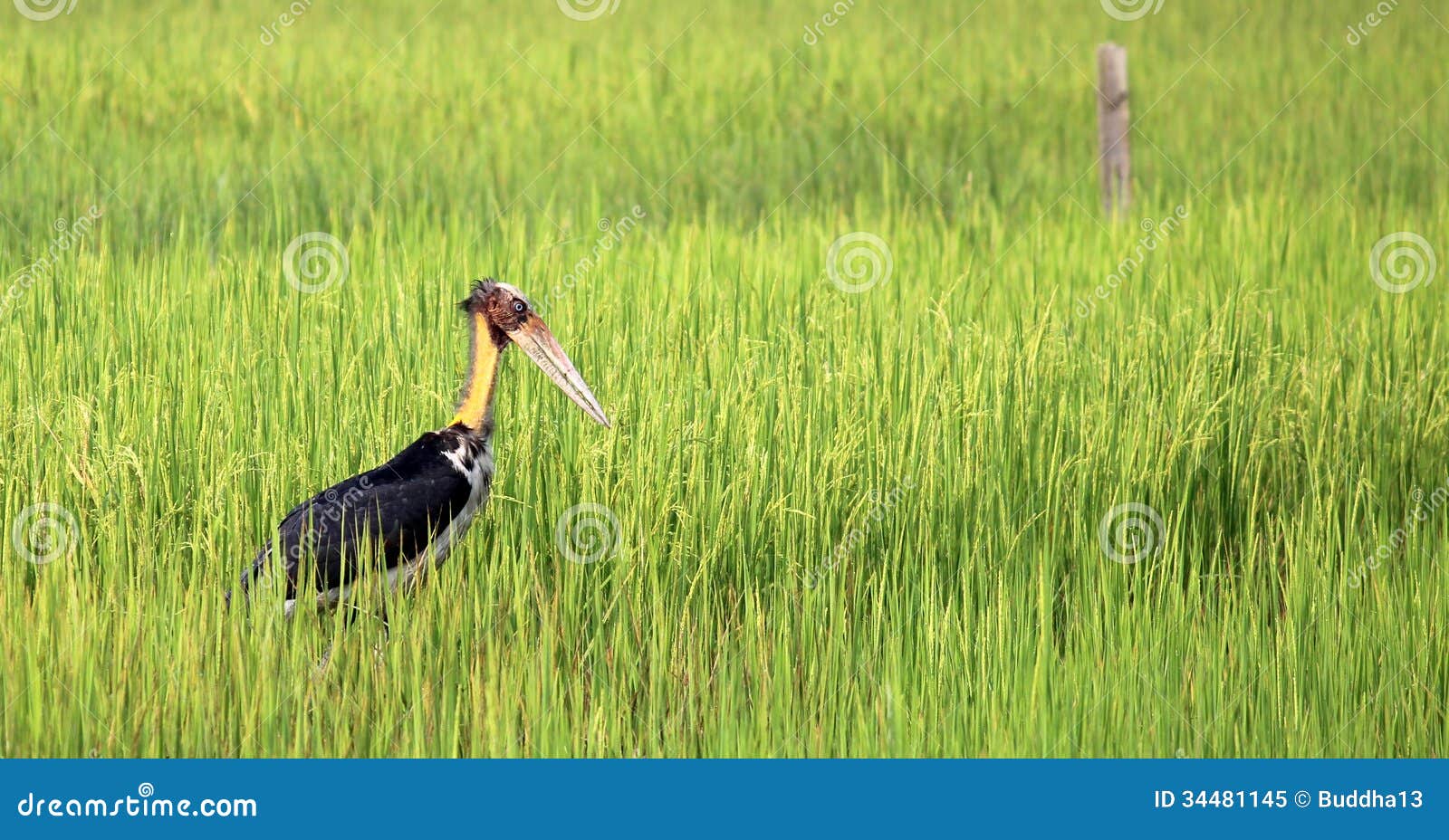 Great Stork stock image. Image of baby, stork, fertility - 34481145