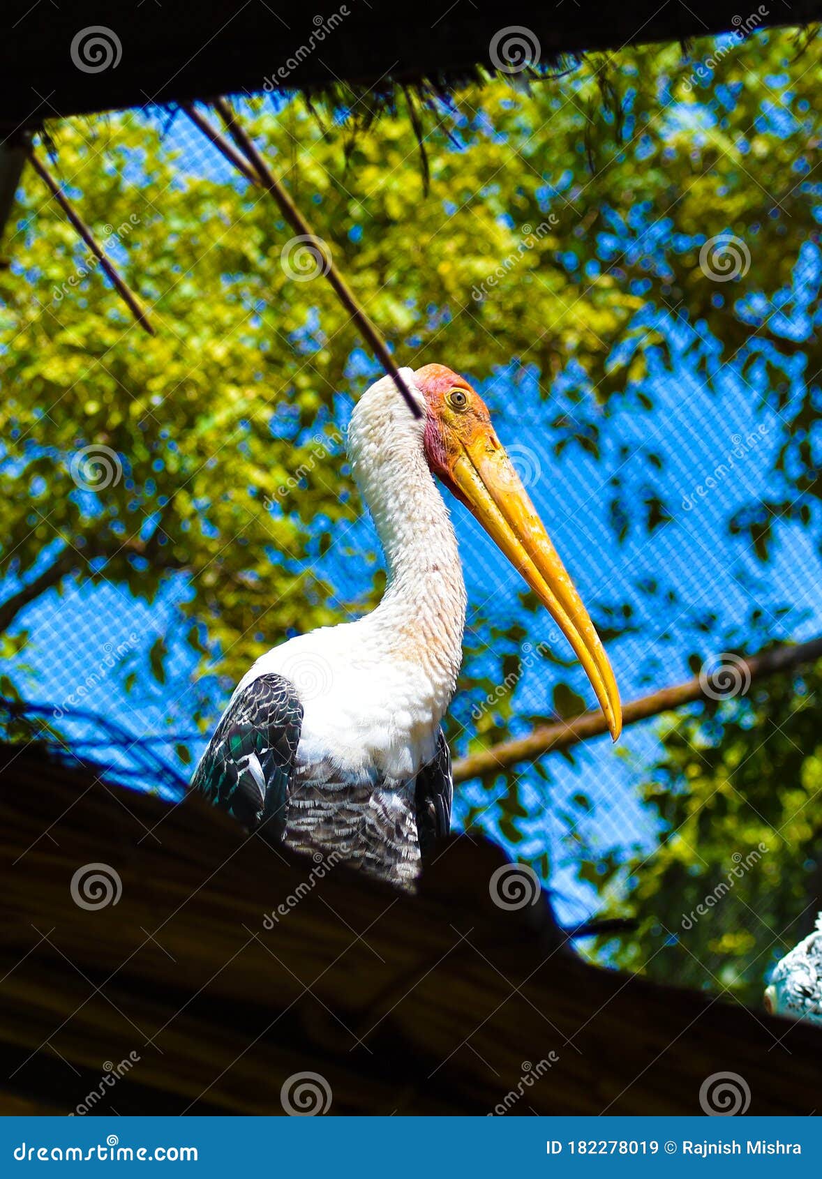 Indian Stork Yellow Long Beak in Jungle Stock Image - Image of heron ...