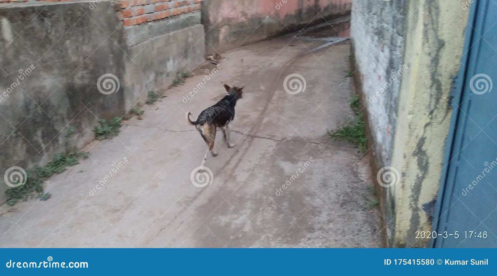 Indian Street Dog in a Street Stock Photo - Image of street, walking ...