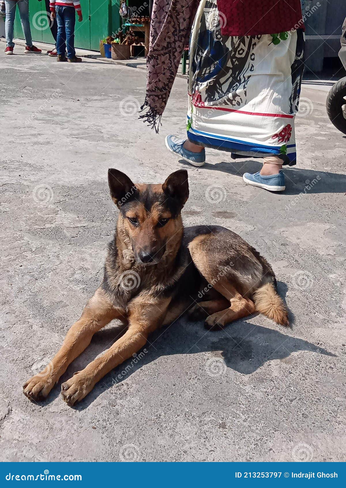 Indian street dog. stock image. Image of animal, street - 213253797