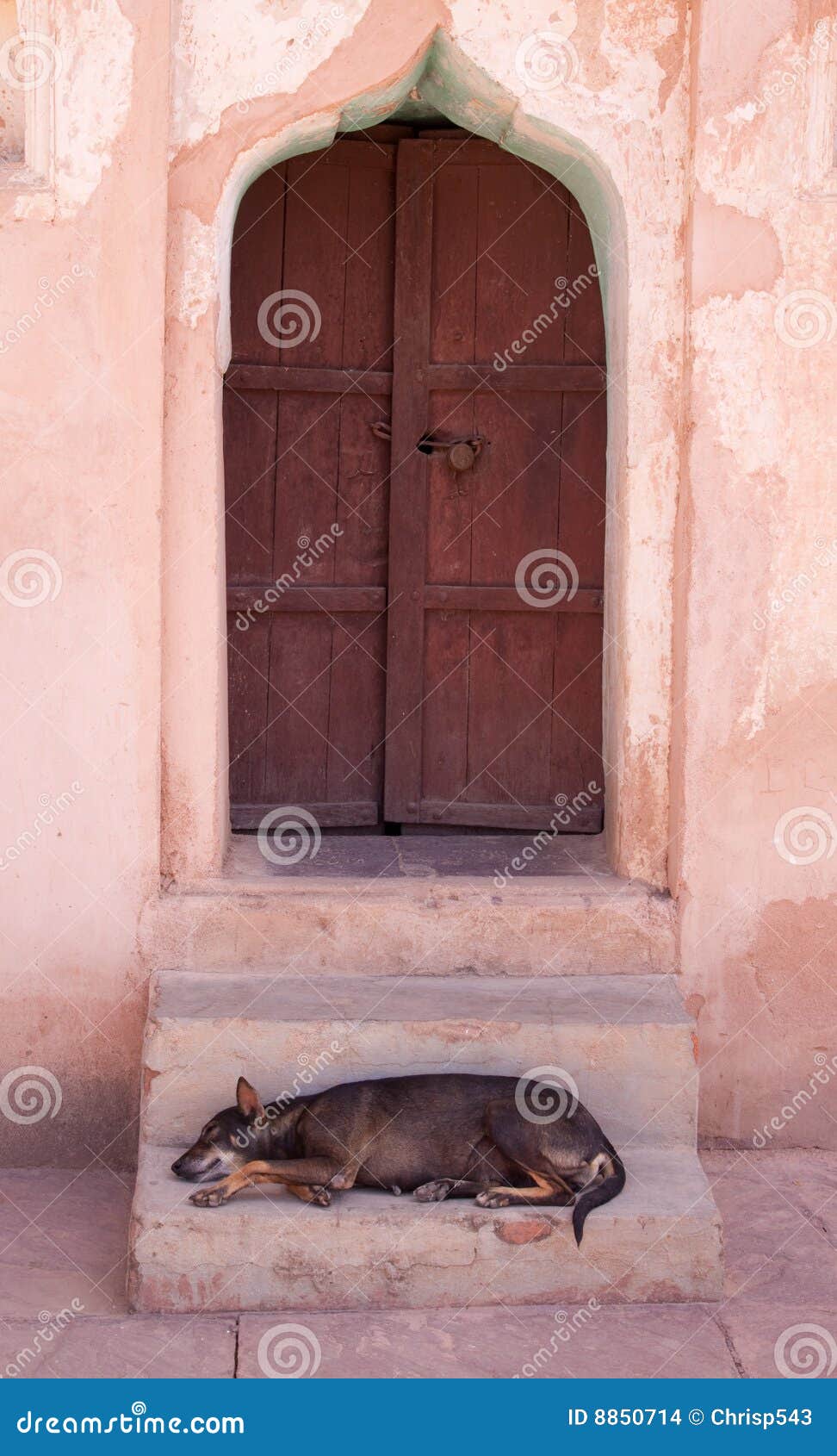 Indian Street Dog Dozing in the Shade Stock Photo - Image of portal ...