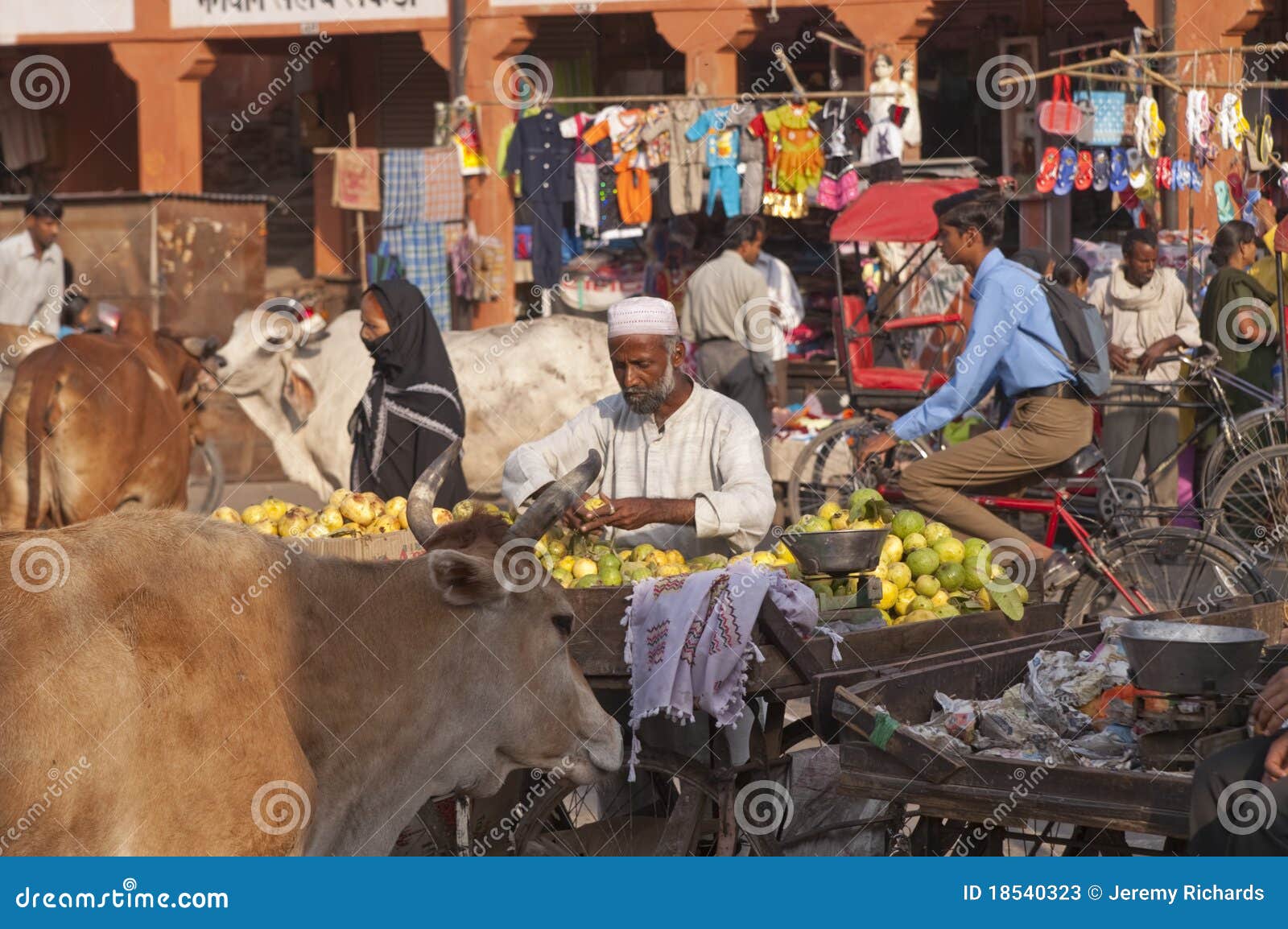 Indian Street Scene editorial stock photo. Image of bull - 18540323