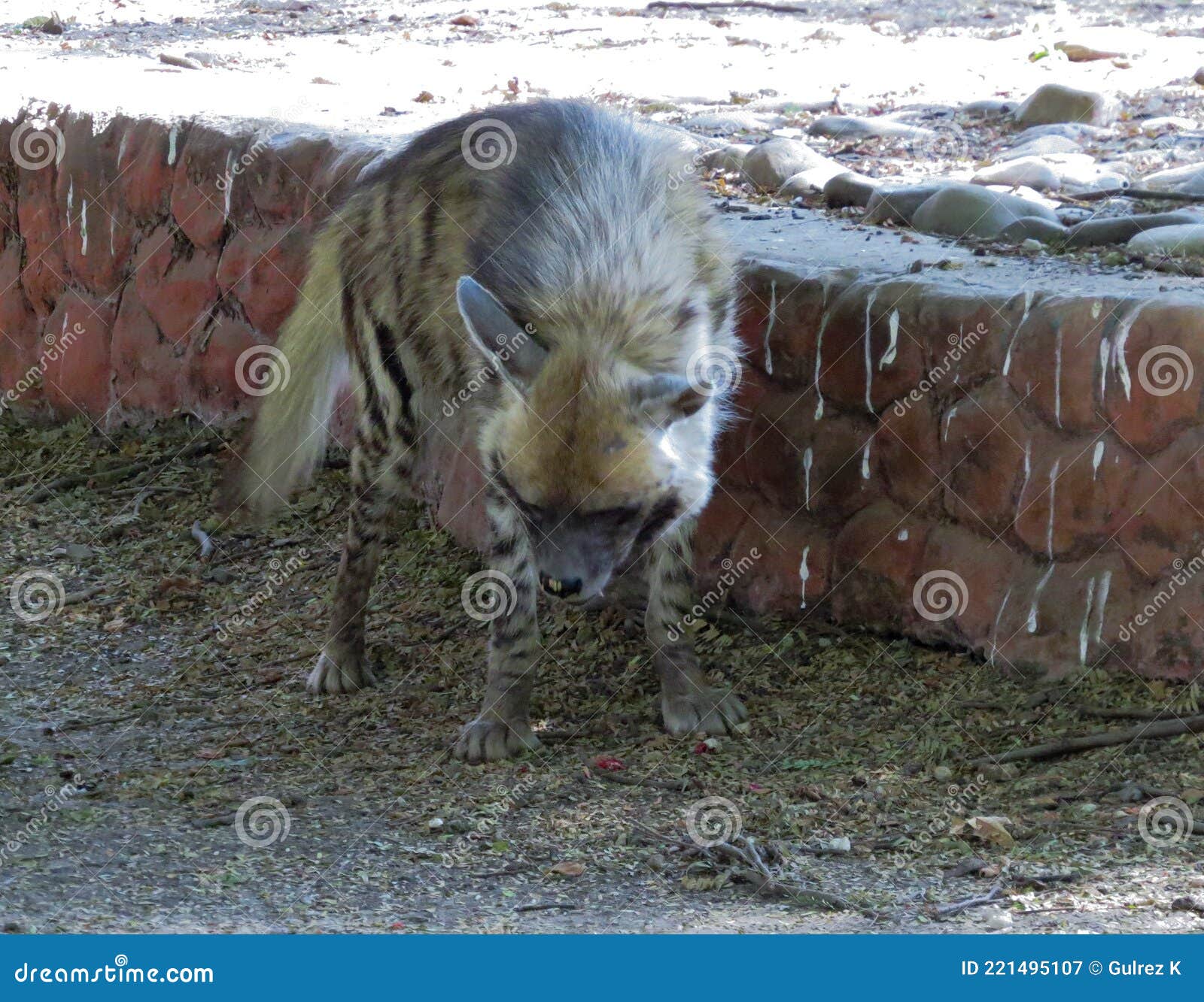 Indian Striped Hyena stock image. Image of laughing - 221495107