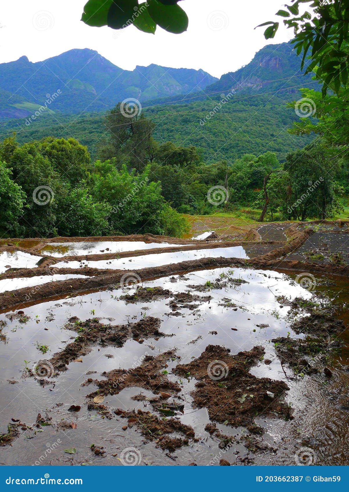 Sri Lanka Ceylon, Mountains and Rice Fields Stock Image - Image of ...