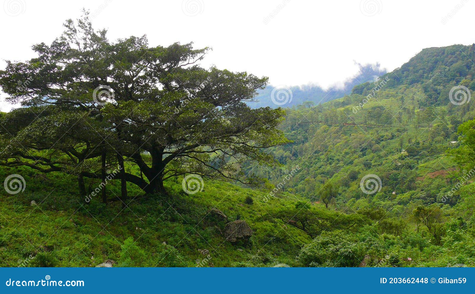 Sri Lanka Ceylon, Mountains and Rice Fields Stock Photo - Image of grow ...