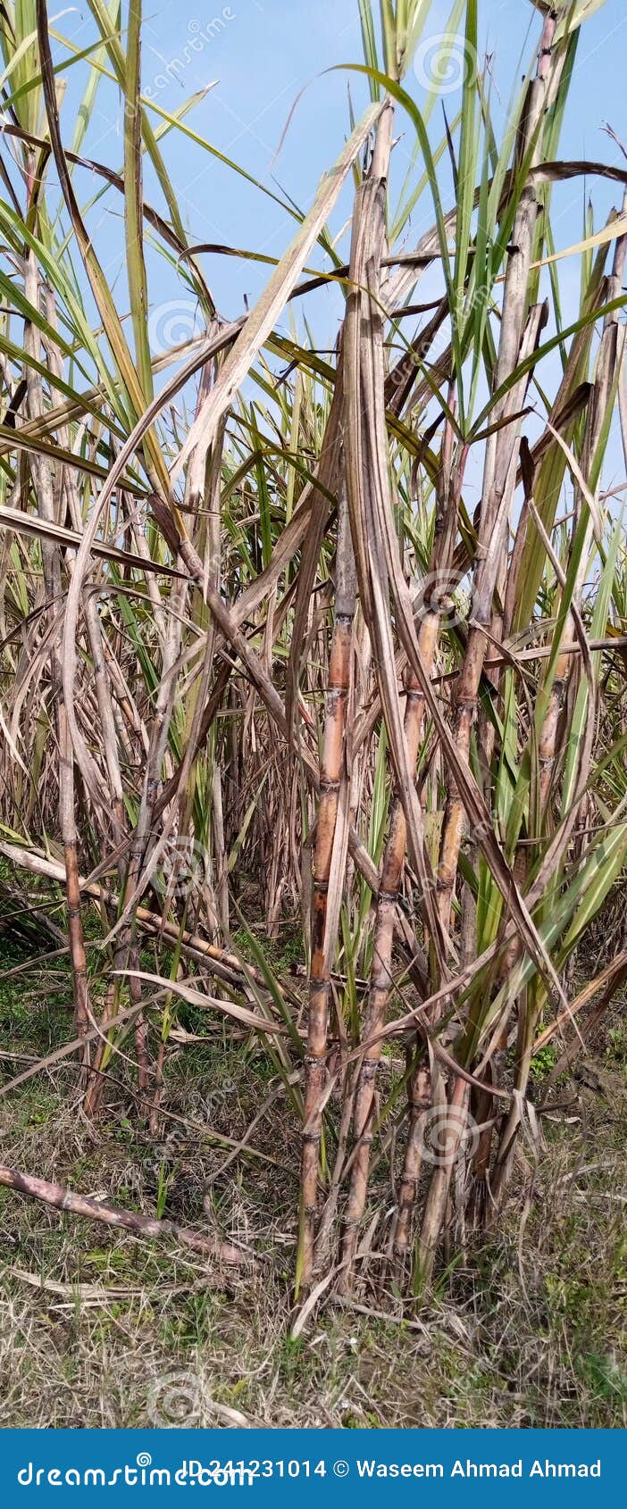 Indian sugar cane stock photo. Image of indian, tree - 241231014