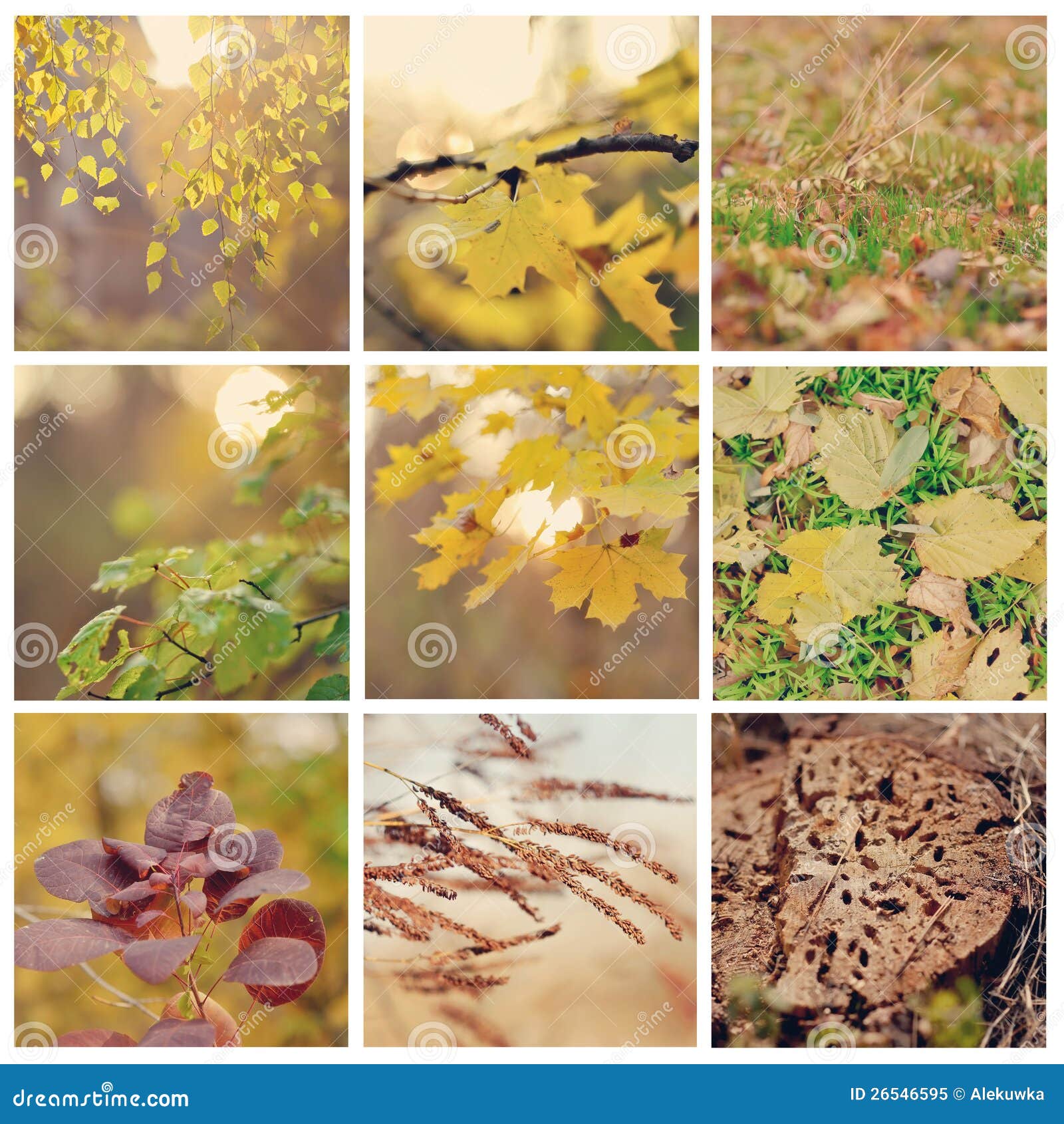 Indian summer stock image. Image of color, time, flora - 26546595