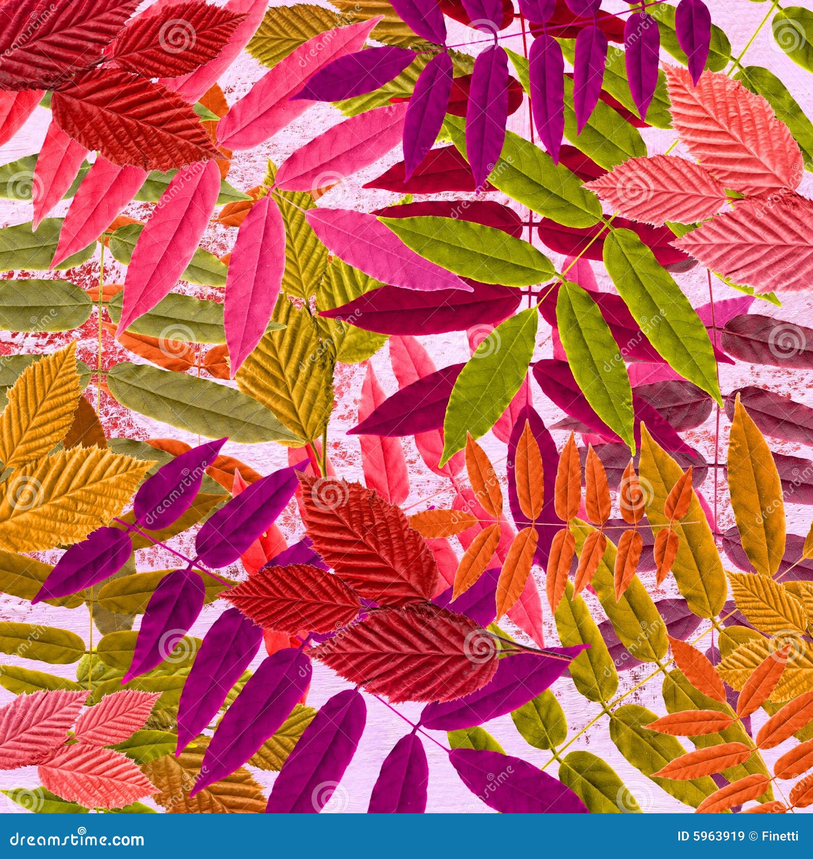 Indian summer stock image. Image of blooming, bloom, flower - 5963919