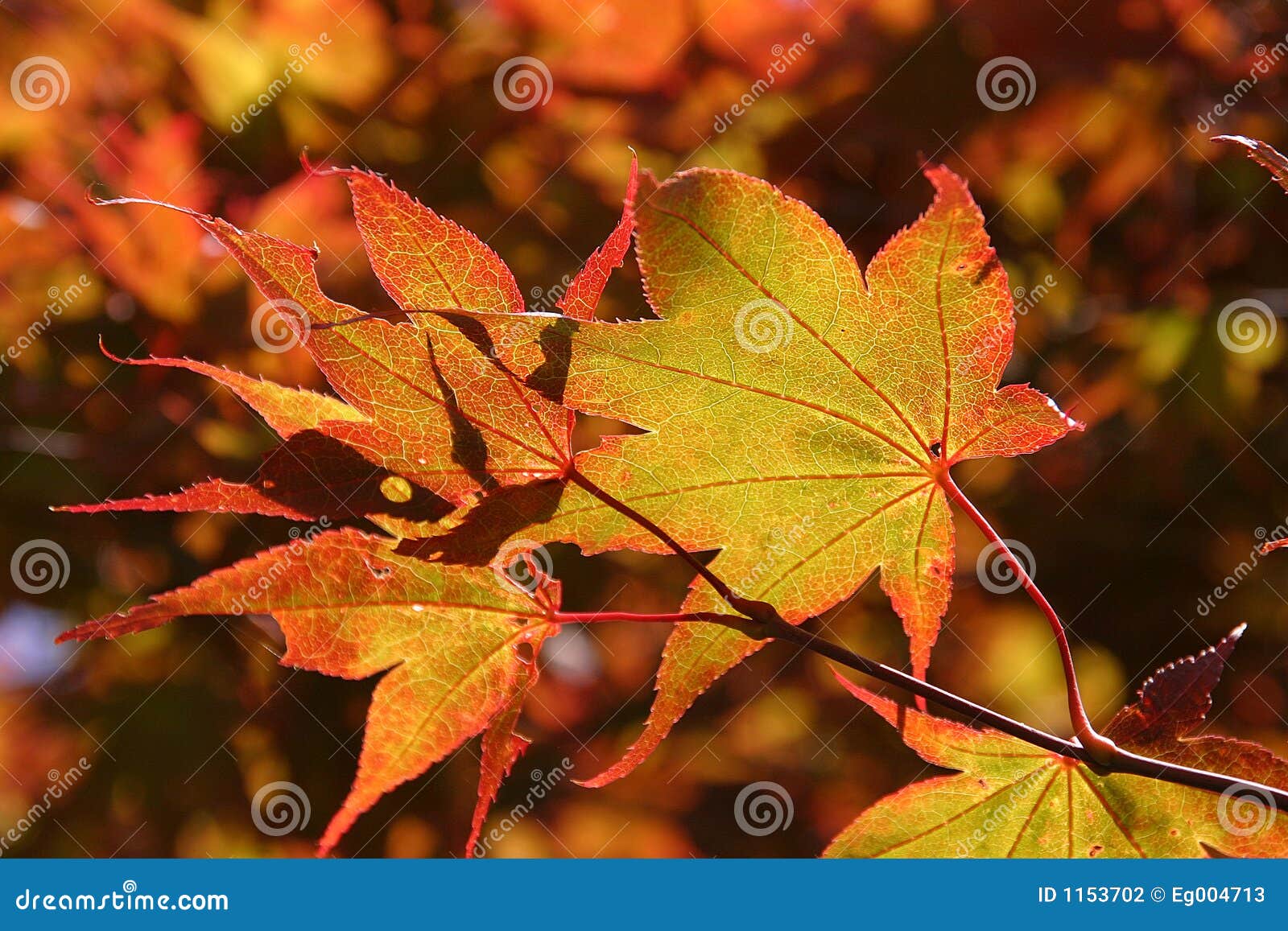 Indian Summer. Beautiful Colored Trees, Forest, Along Carretera Austral ...