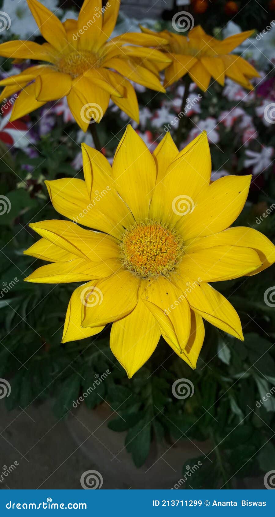 Indian sunflower stock image. Image of wildflower, petal - 213711299