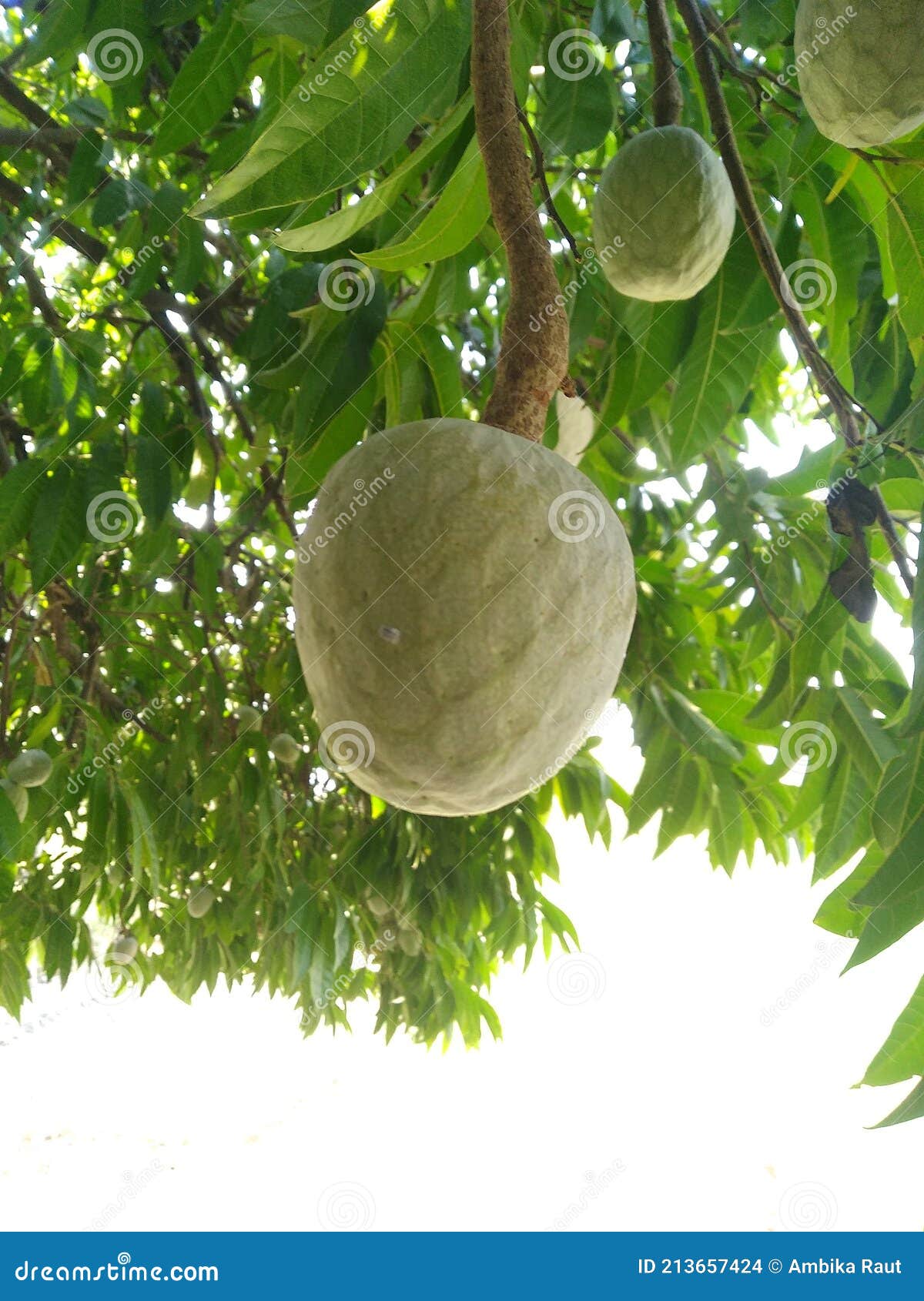 Indian sweet fruit Ramphal stock photo. Image of branch - 213657424