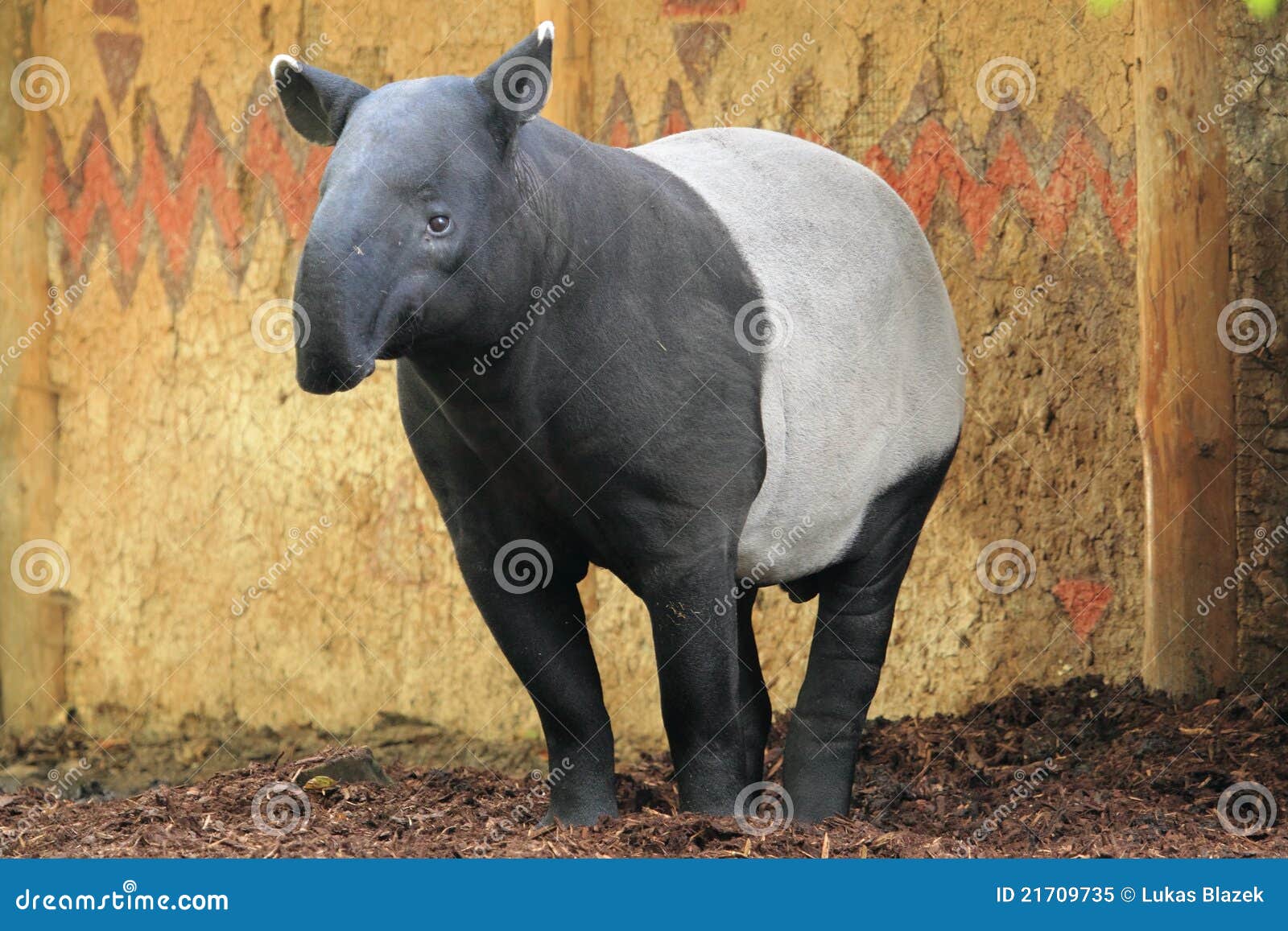 Indian tapir stock image. Image of nature, mammal, tapir - 21709735