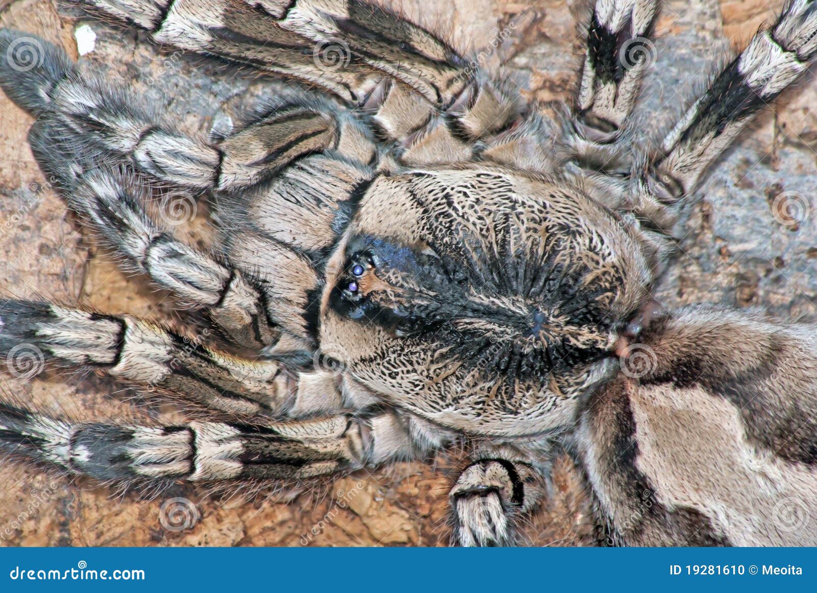 Indian tarantula stock photo. Image of tree, arthropod - 19281610