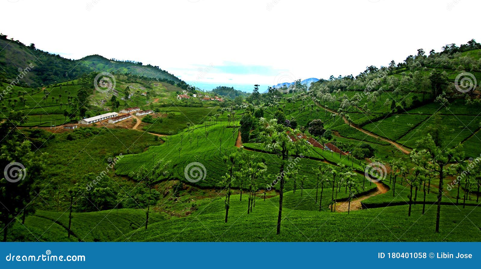 Indian Tea Farm in a Sunny Day Stock Photo - Image of agriculture ...