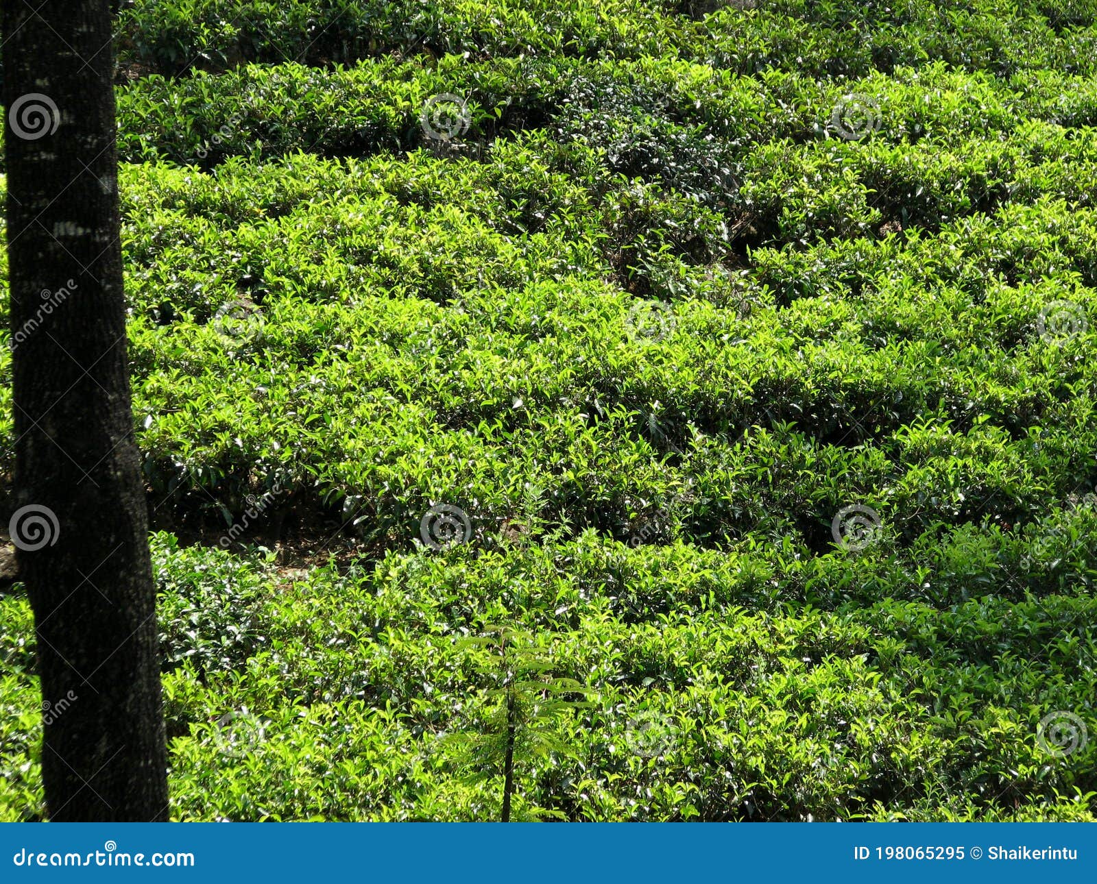Terrace Farming of Tea Garden in Valley Stock Image - Image of terrace ...
