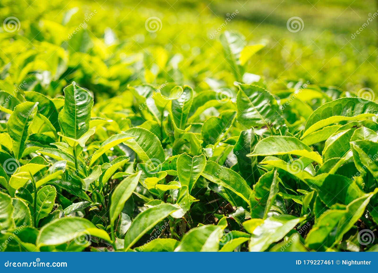 Indian Tea Plantations and Leafs in India Kerala Munnar Stock Image ...