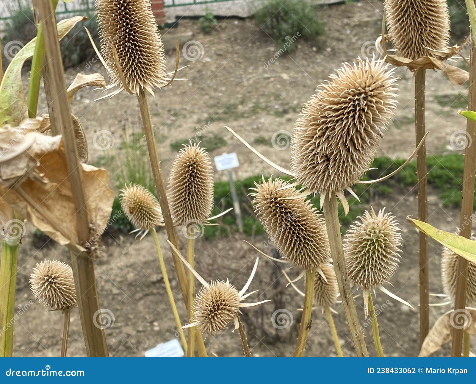 Indian Teasel / Dipsacus Sativus / Fuller`s Teasel, Card`s Thistle ...