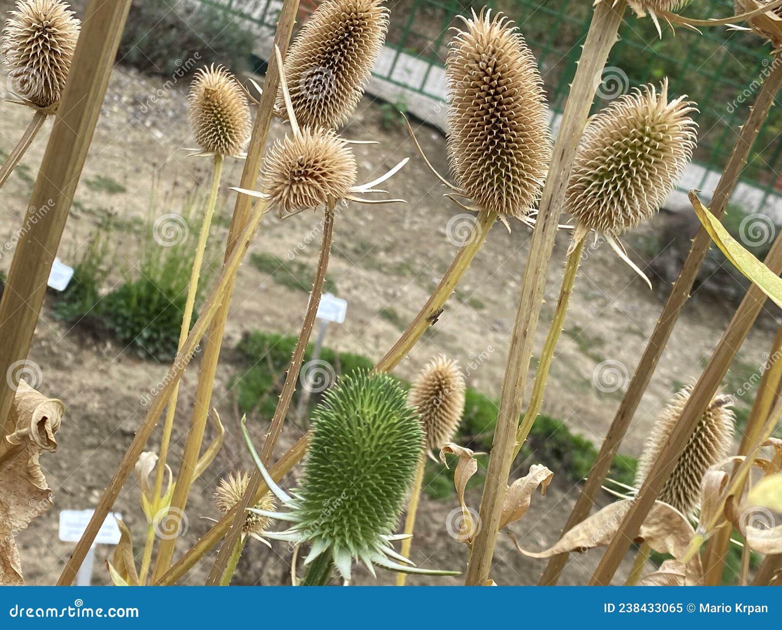Indian Teasel / Dipsacus Sativus / Fuller`s Teasel, Card`s Thistle ...