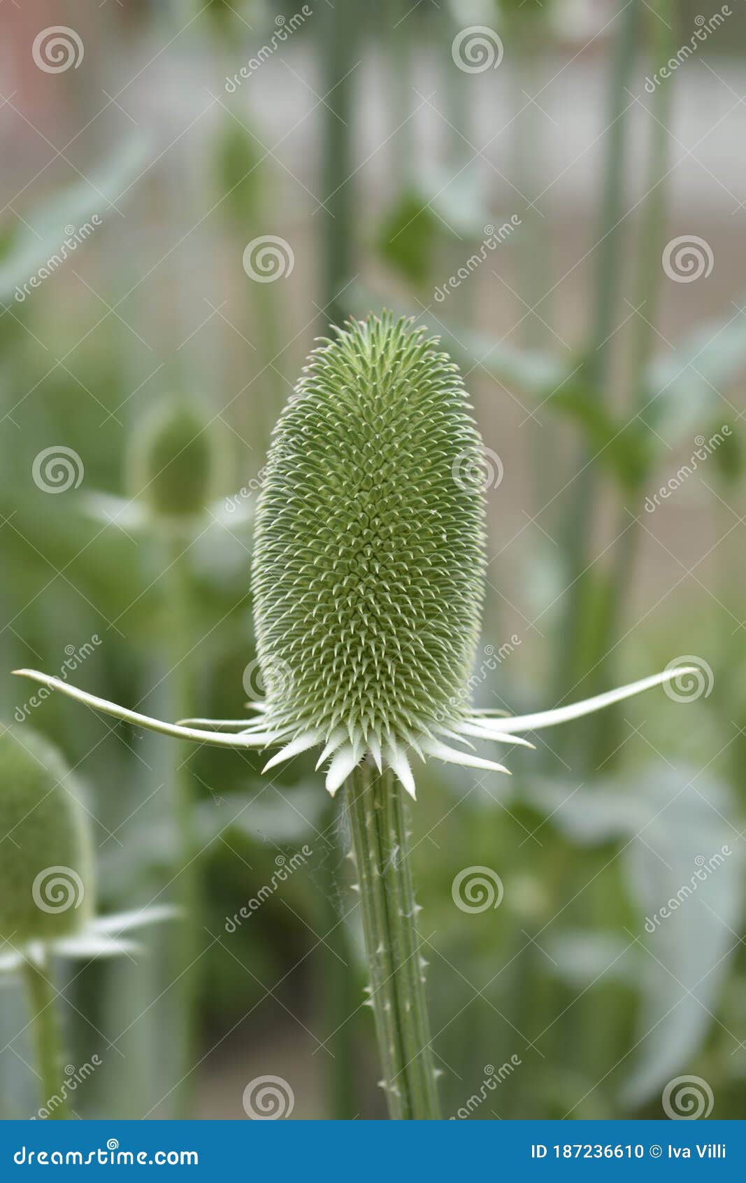 Indian teasel stock photo. Image of close, nature, spiny - 187236610