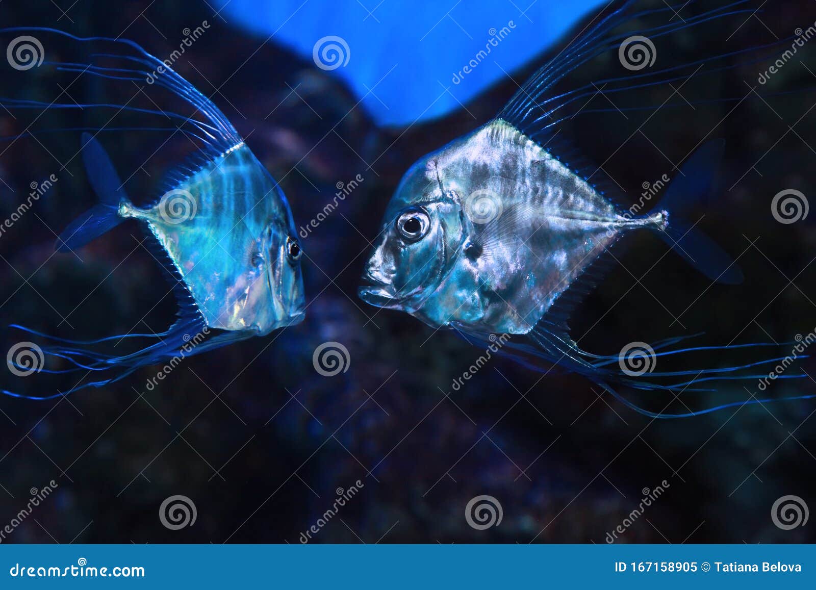 Indian Threadfish Alectis Indica Fish Stock Image - Image of mirror ...
