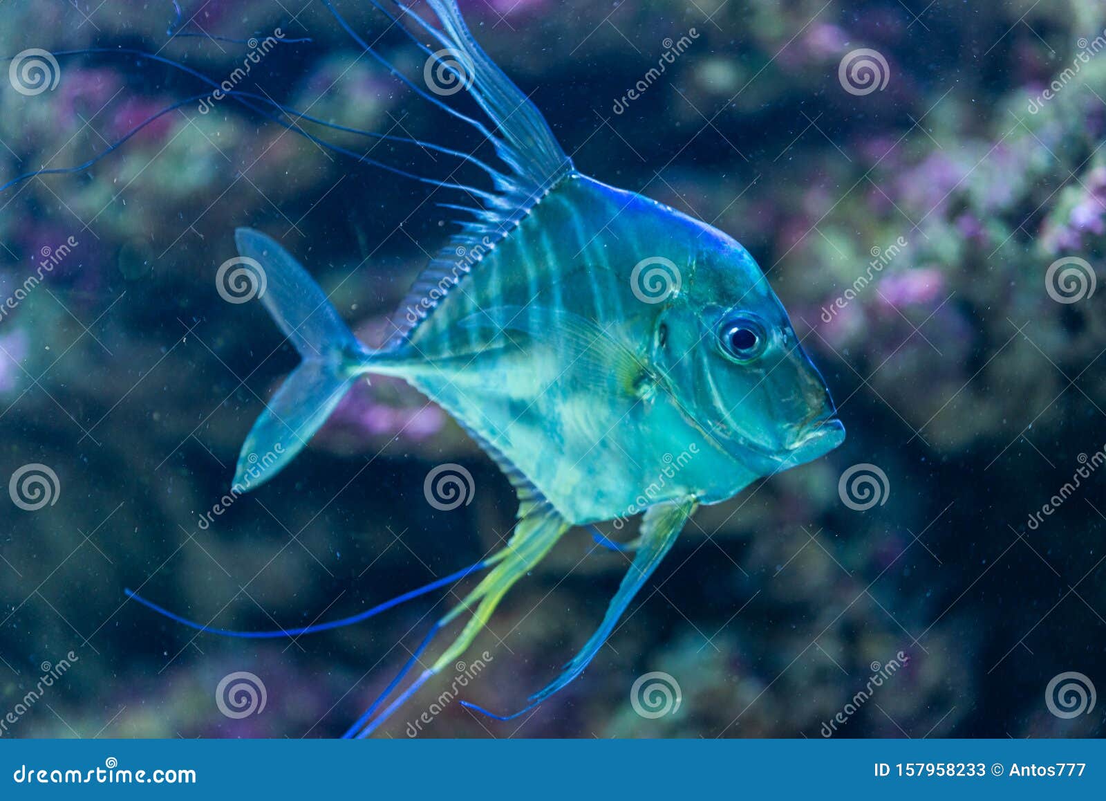 Indian Threadfish - Alectis Indica Stock Image - Image of trevally ...