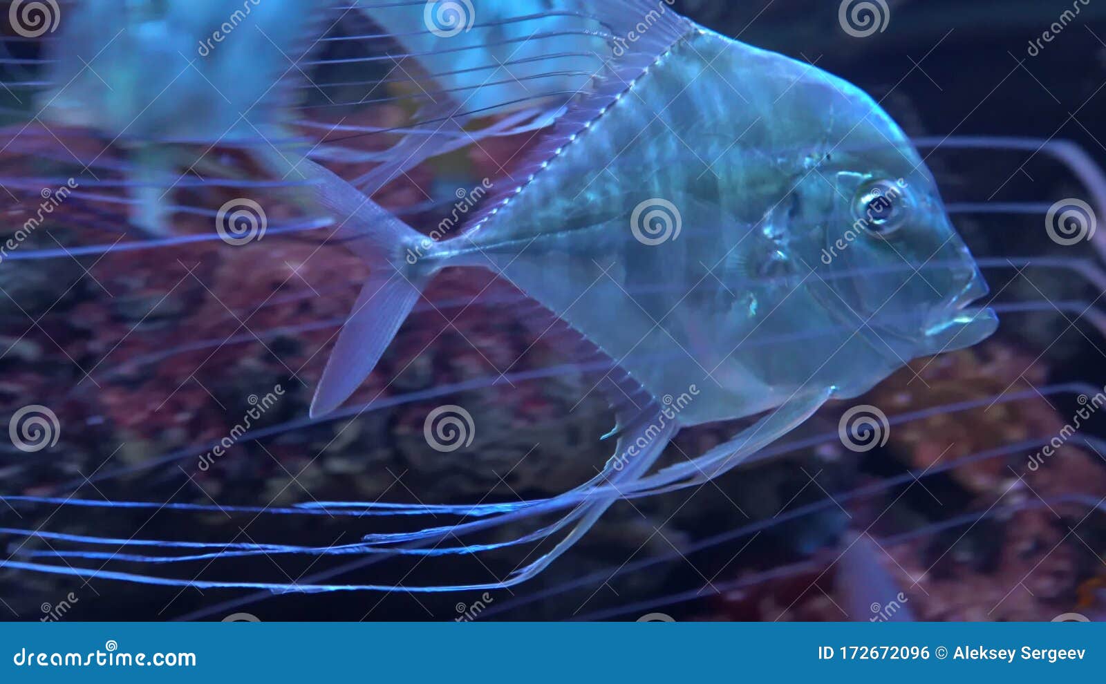 Indian Threadfish Fish in Aquarium Stock Footage - Video of mirror ...