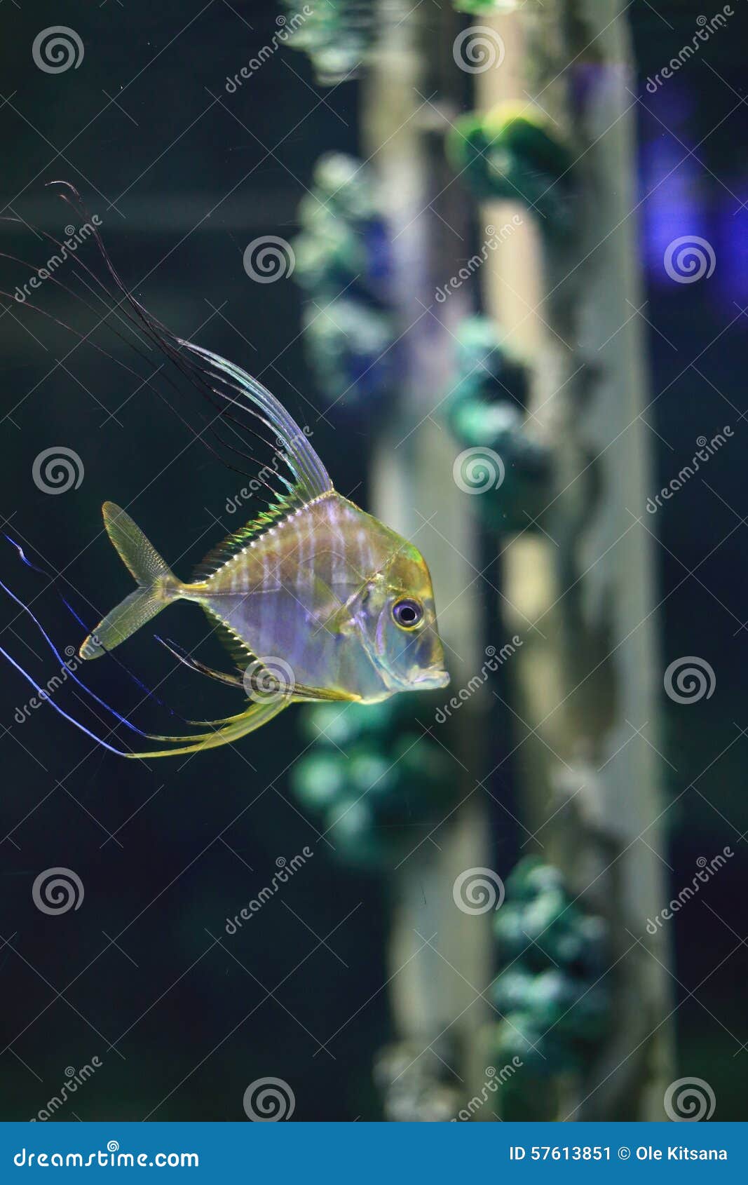 Indian threadfish stock image. Image of jack, structure - 57613851