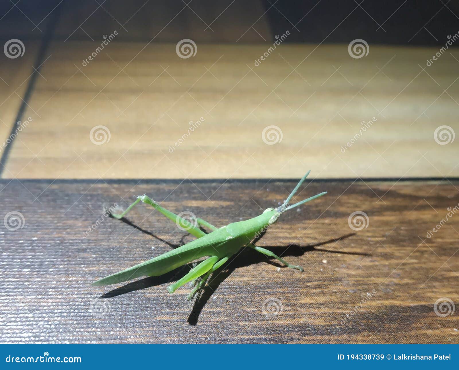 Indian Tidda kit pic stock image. Image of tidda, hjddjjfu - 194338739