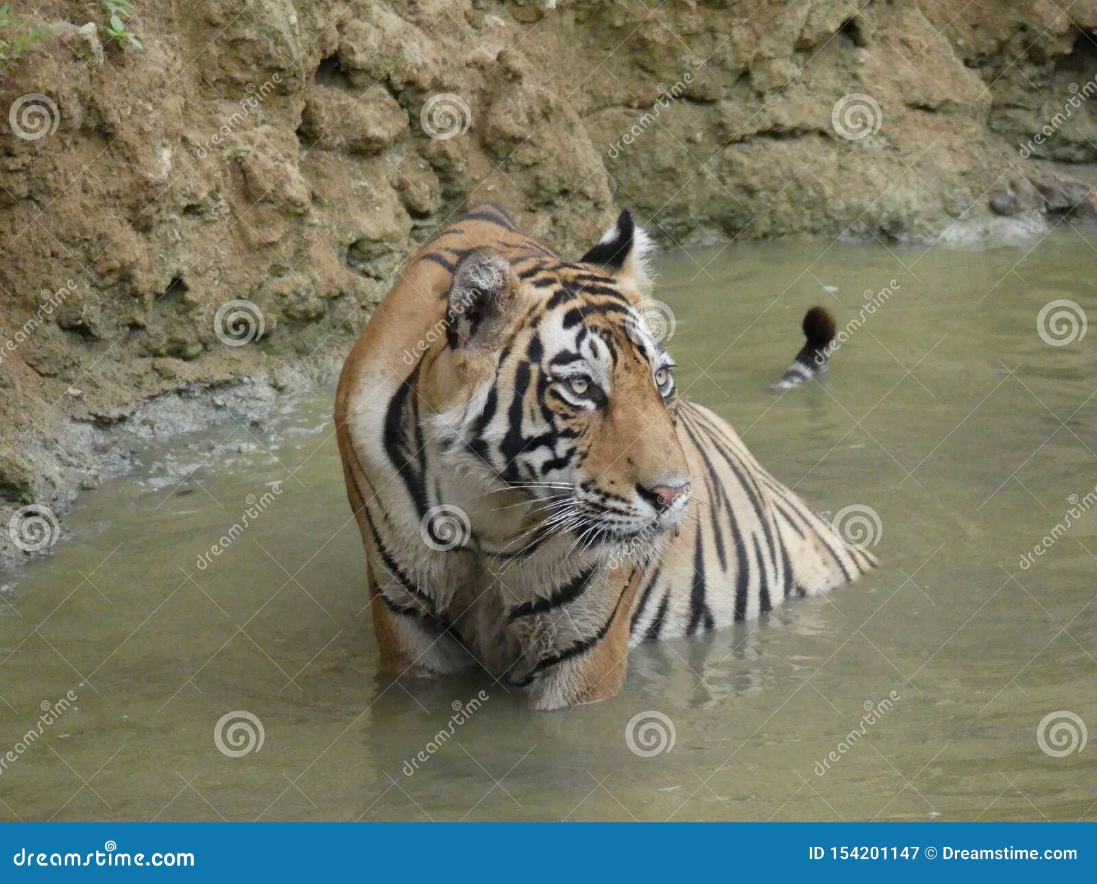 An Indian Tiger Gets Up after Cooling Off in Natural Water Stock Image ...