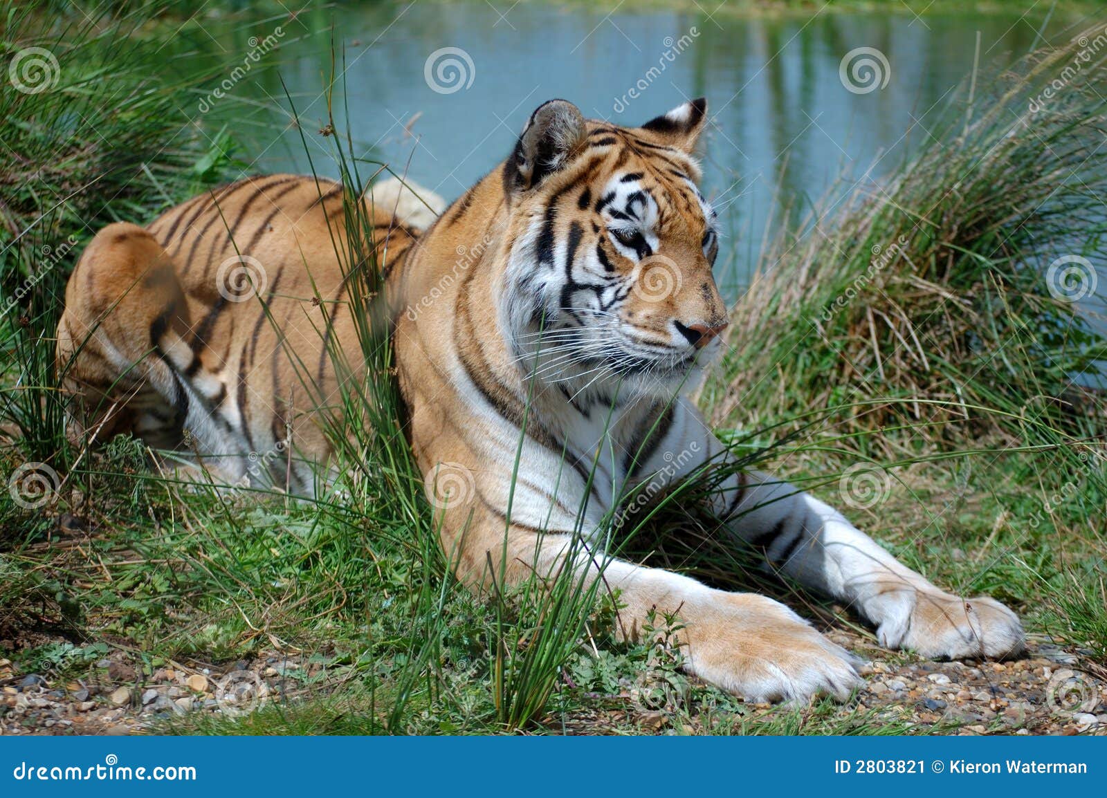 Indian Tiger stock image. Image of tiger, water, wild - 2803821