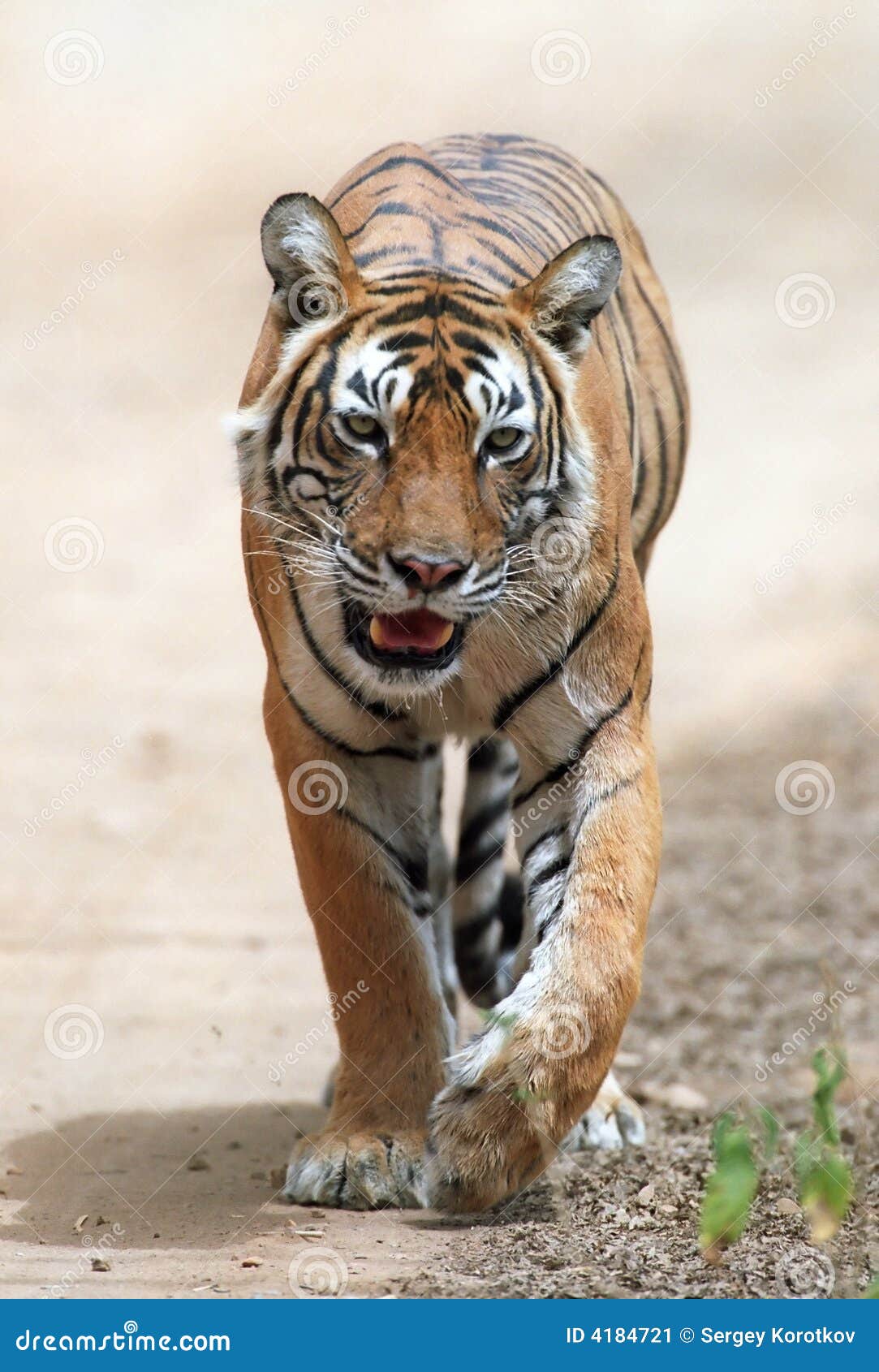 Indian tiger stock image. Image of outdoor, india, mammals - 4184721
