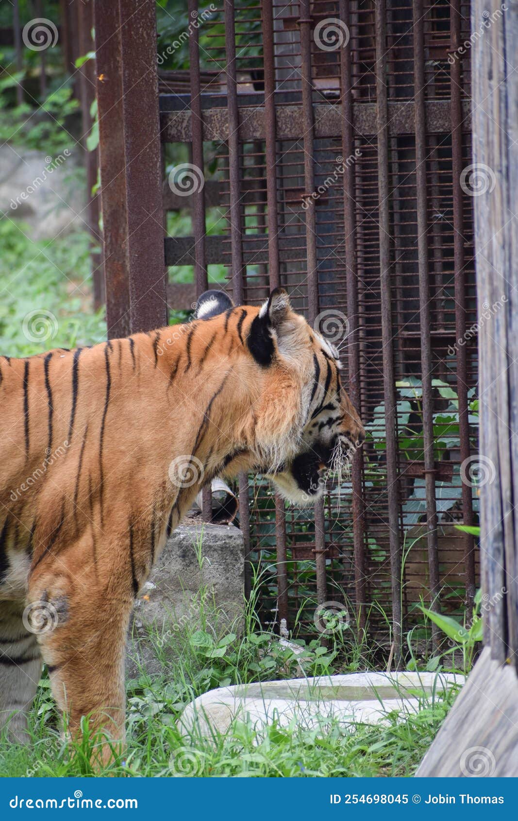 Indian tiger in a cage stock image. Image of fields - 254698045