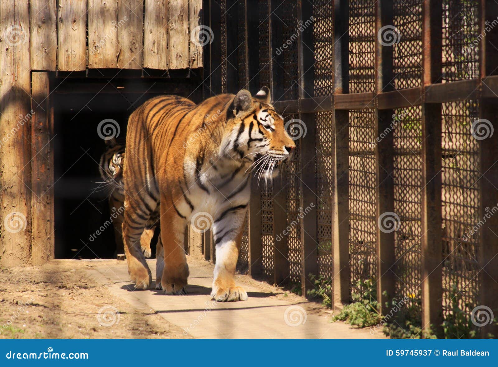 Tiger In A Cage Royalty-Free Stock Photography | CartoonDealer.com ...