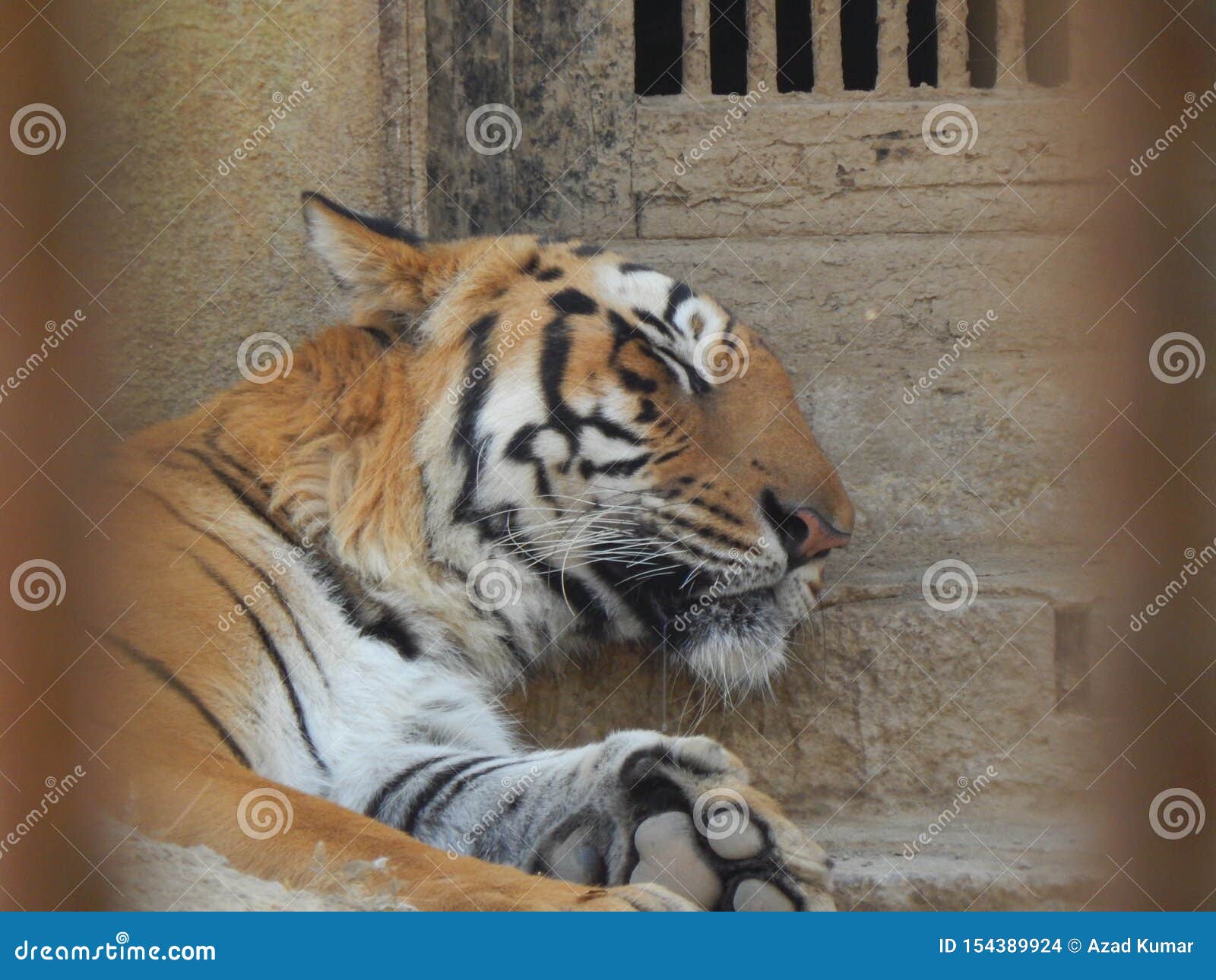 Indian Tiger stock photo. Image of light, moon, tiger - 154389924