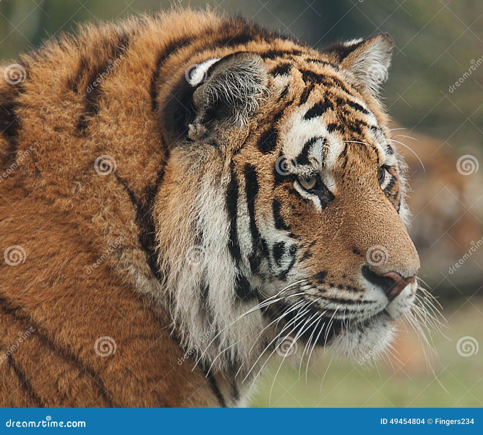 Indian tiger portrait stock photo. Image of vulnerable - 49454804