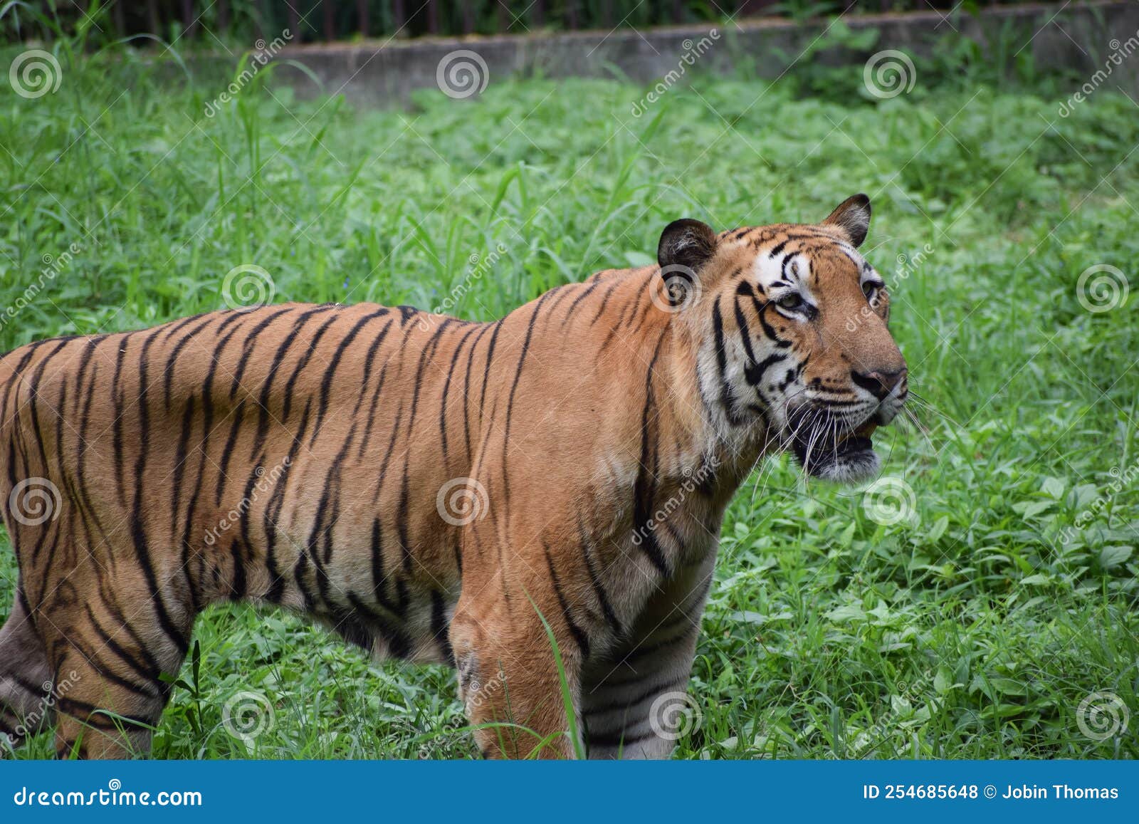Indian Tiger is Standing on a Grass Field Stock Photo - Image of head ...