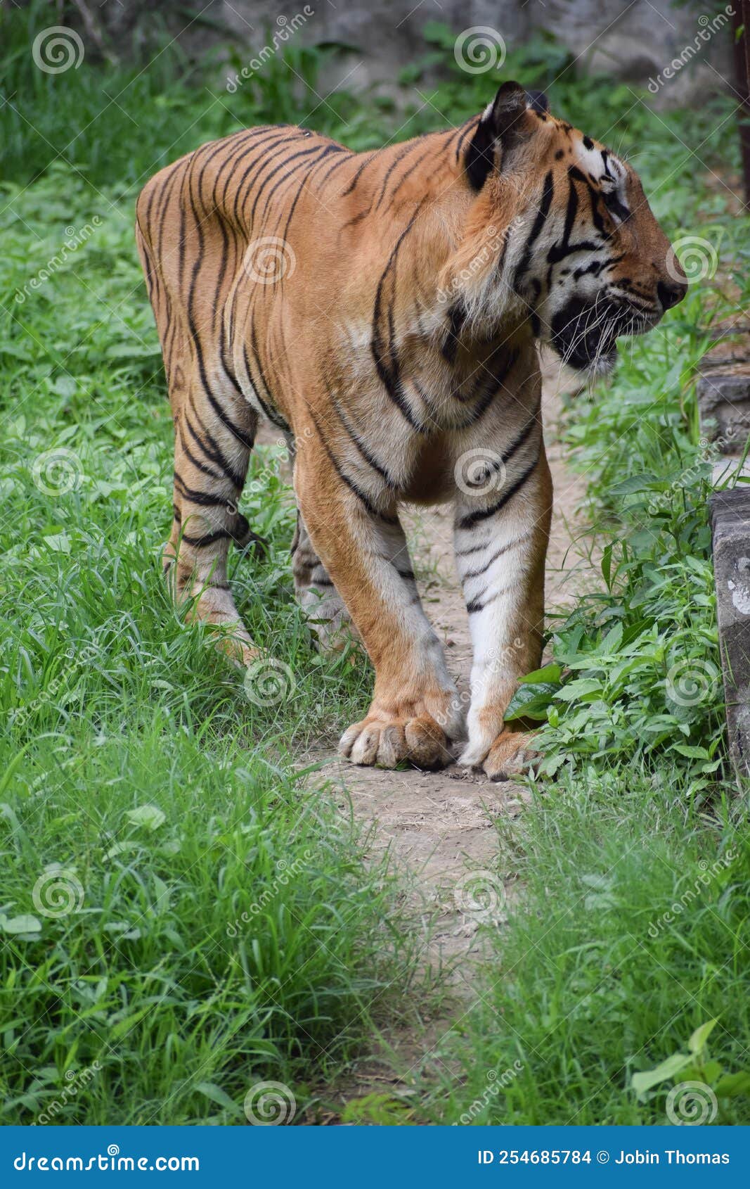 Indian Tiger is Standing on a Grass Field Stock Photo - Image of forest ...