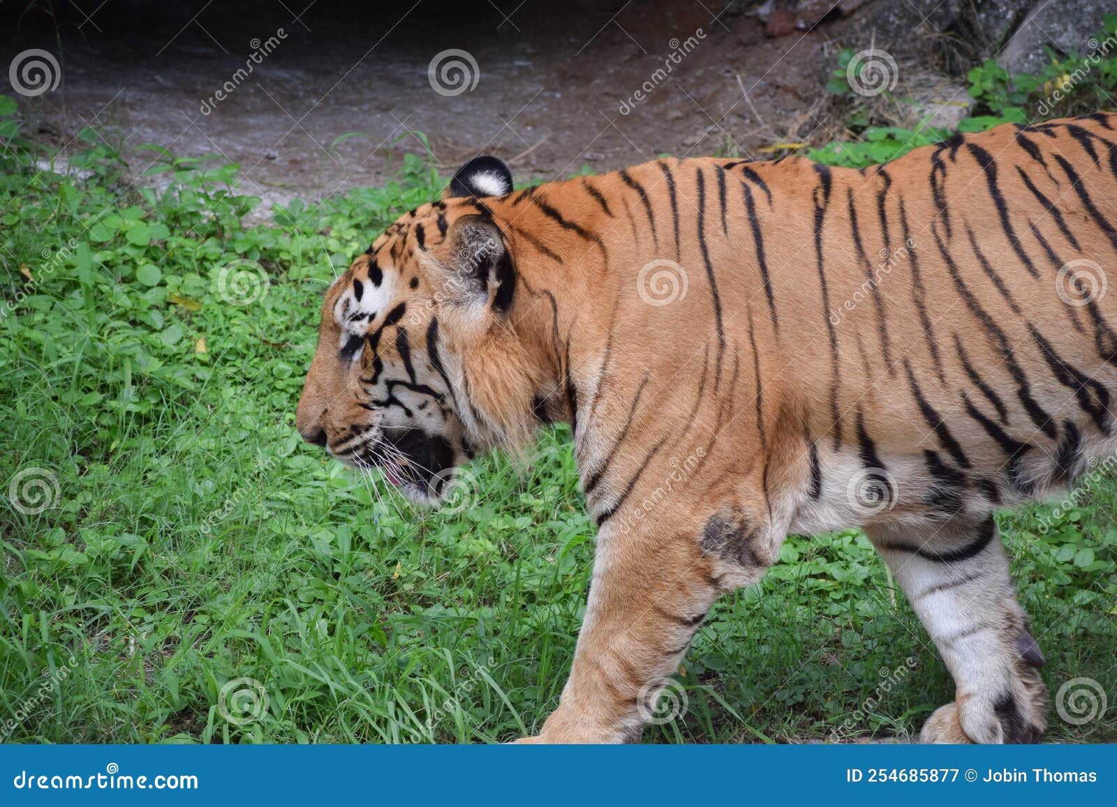 Indian Tiger is Standing on a Grass Field Stock Image - Image of field ...