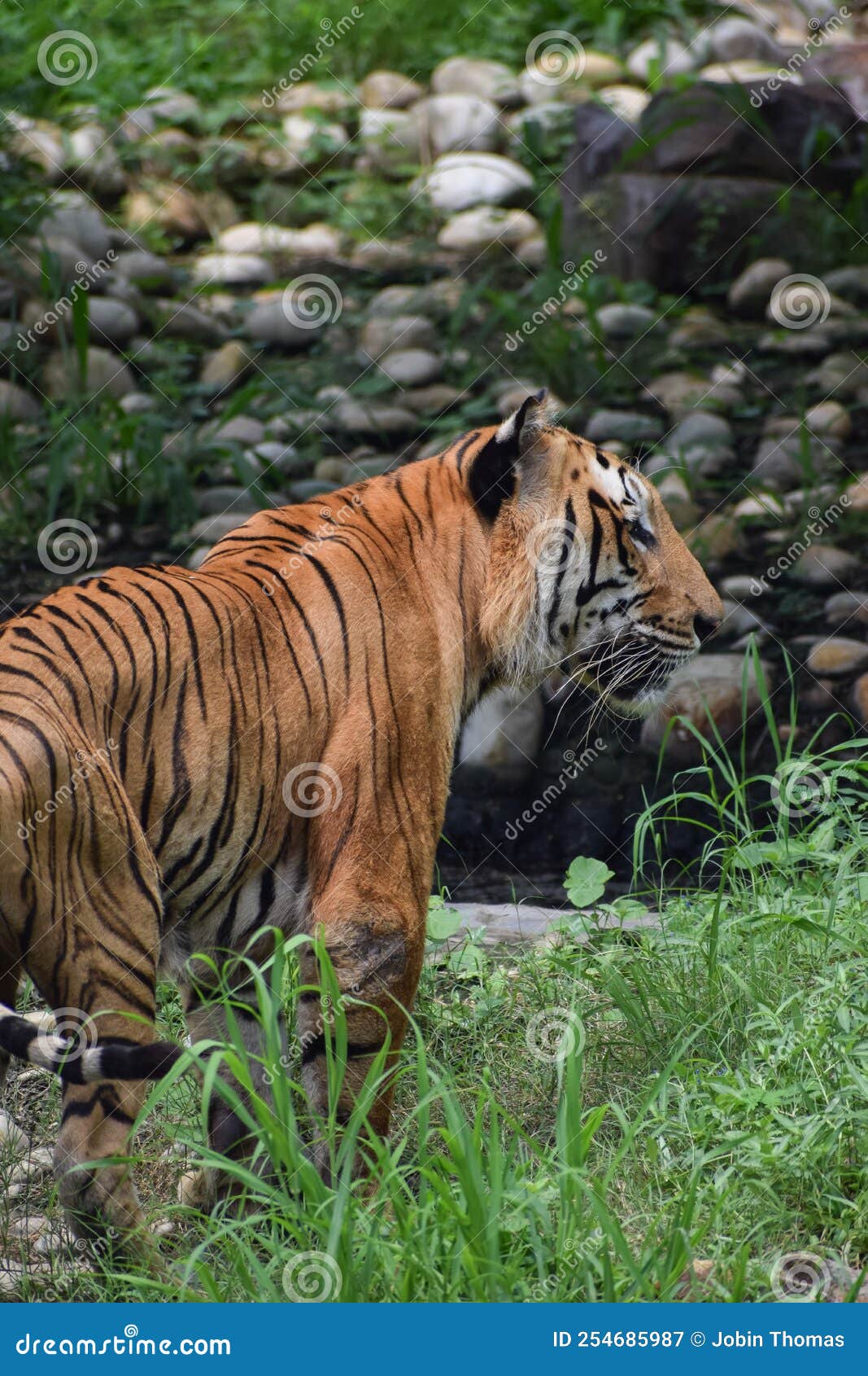 Indian Tiger is Standing on a Grass Field Stock Image - Image of ...