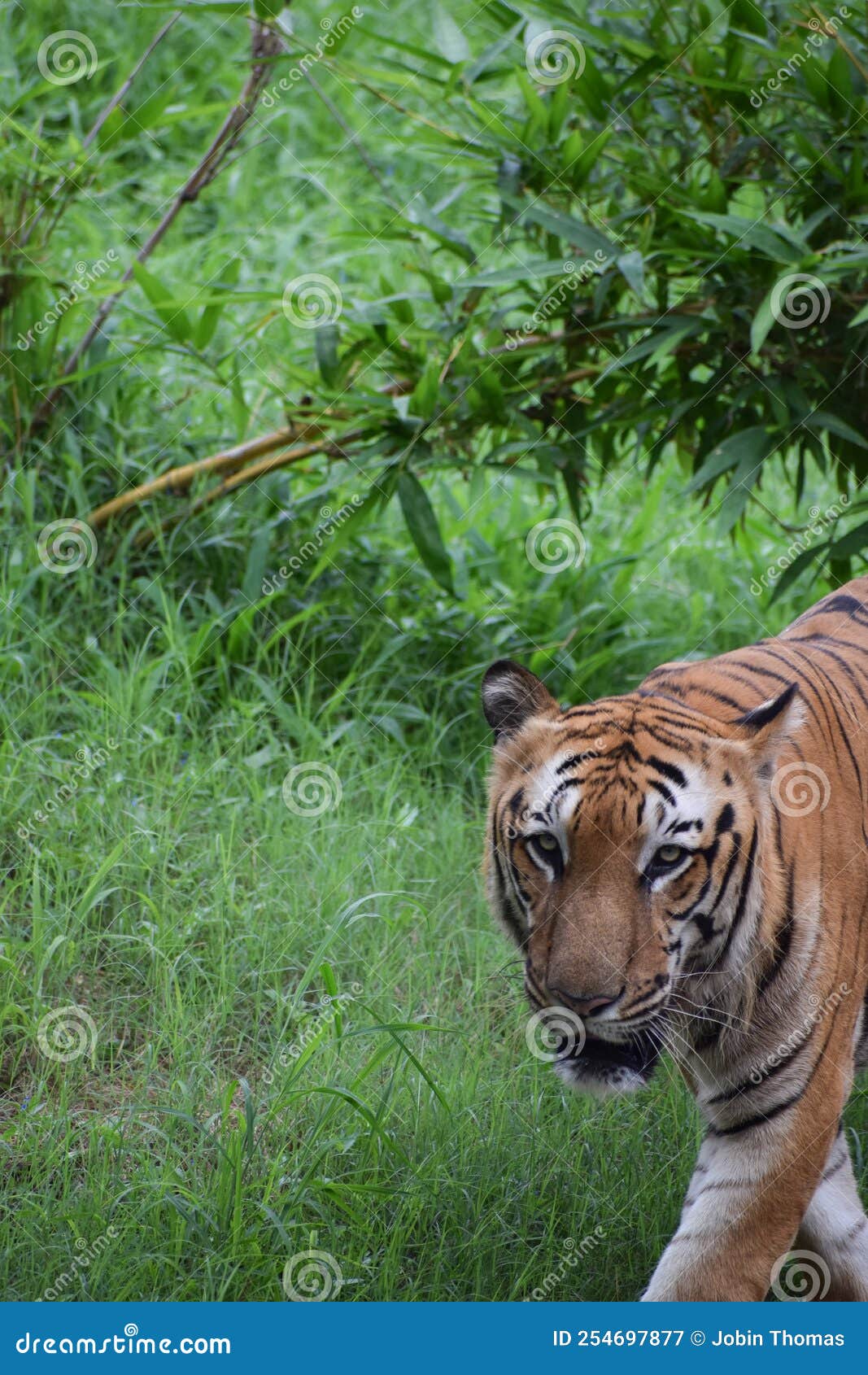 Indian Tiger is Standing on a Grass Field Stock Image - Image of ...