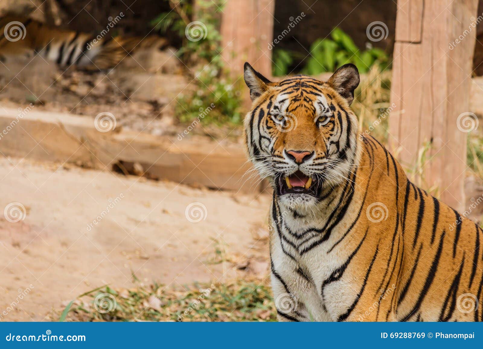 An Indian Tiger in the Wild. Royal, Bengal Tiger Stock Image - Image of ...