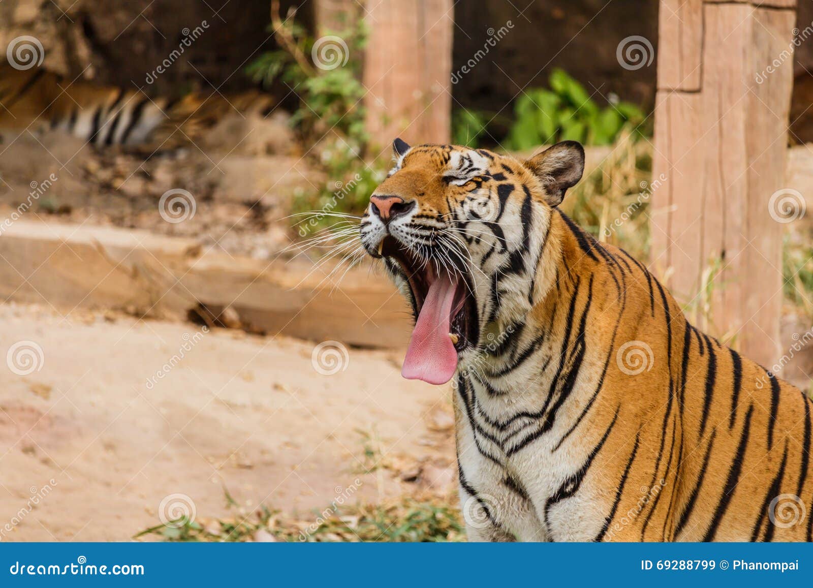An Indian Tiger in the Wild. Royal, Bengal Tiger Stock Image - Image of ...