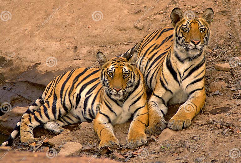 Indian tigers stock photo. Image of wildlife, predator - 979308