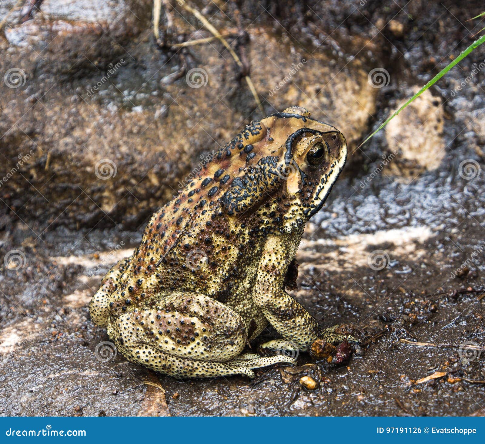 Indian Toad stock photo. Image of nature, indian, vattakanal - 97191126